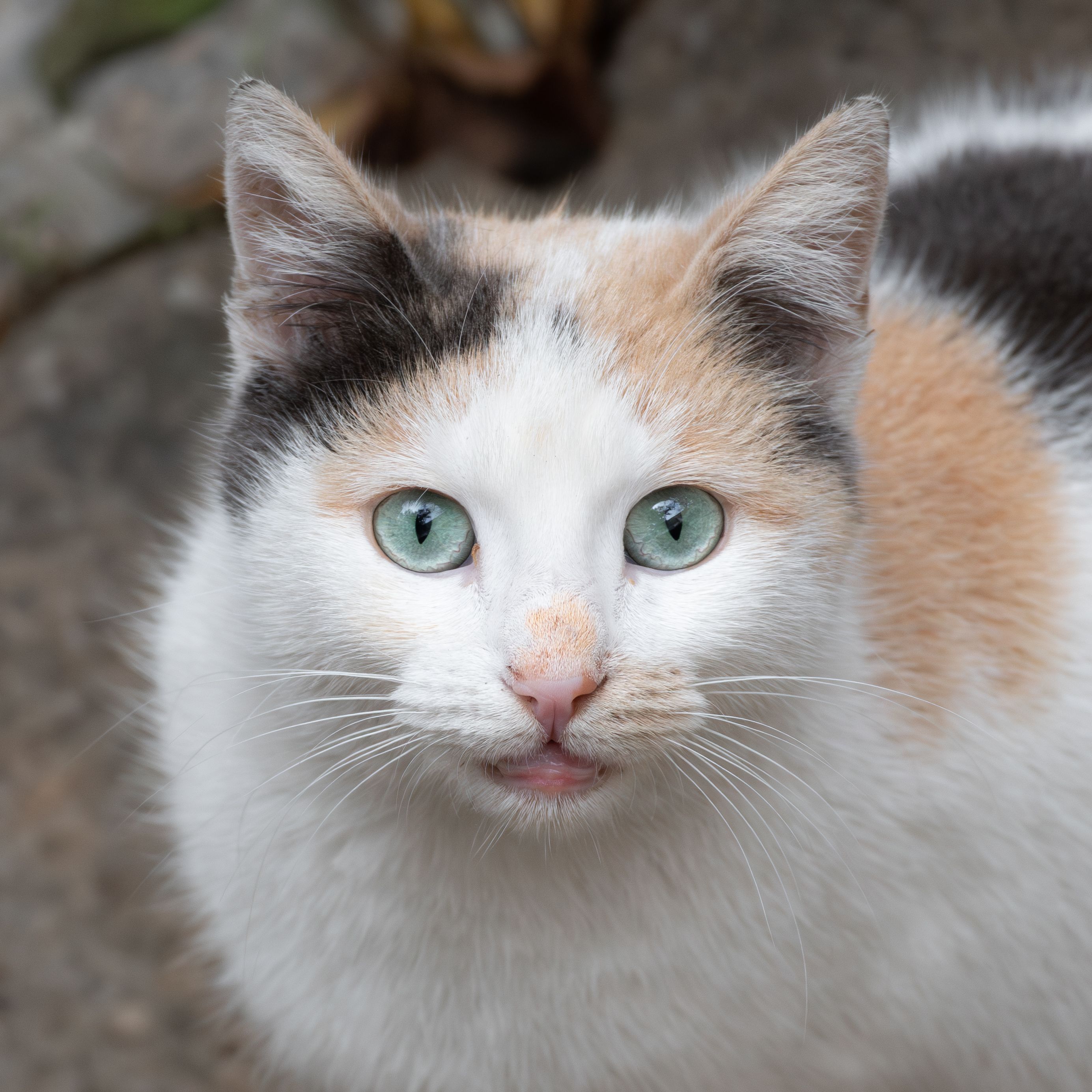 Adorable Fluffy Cat · Free Stock Photo
