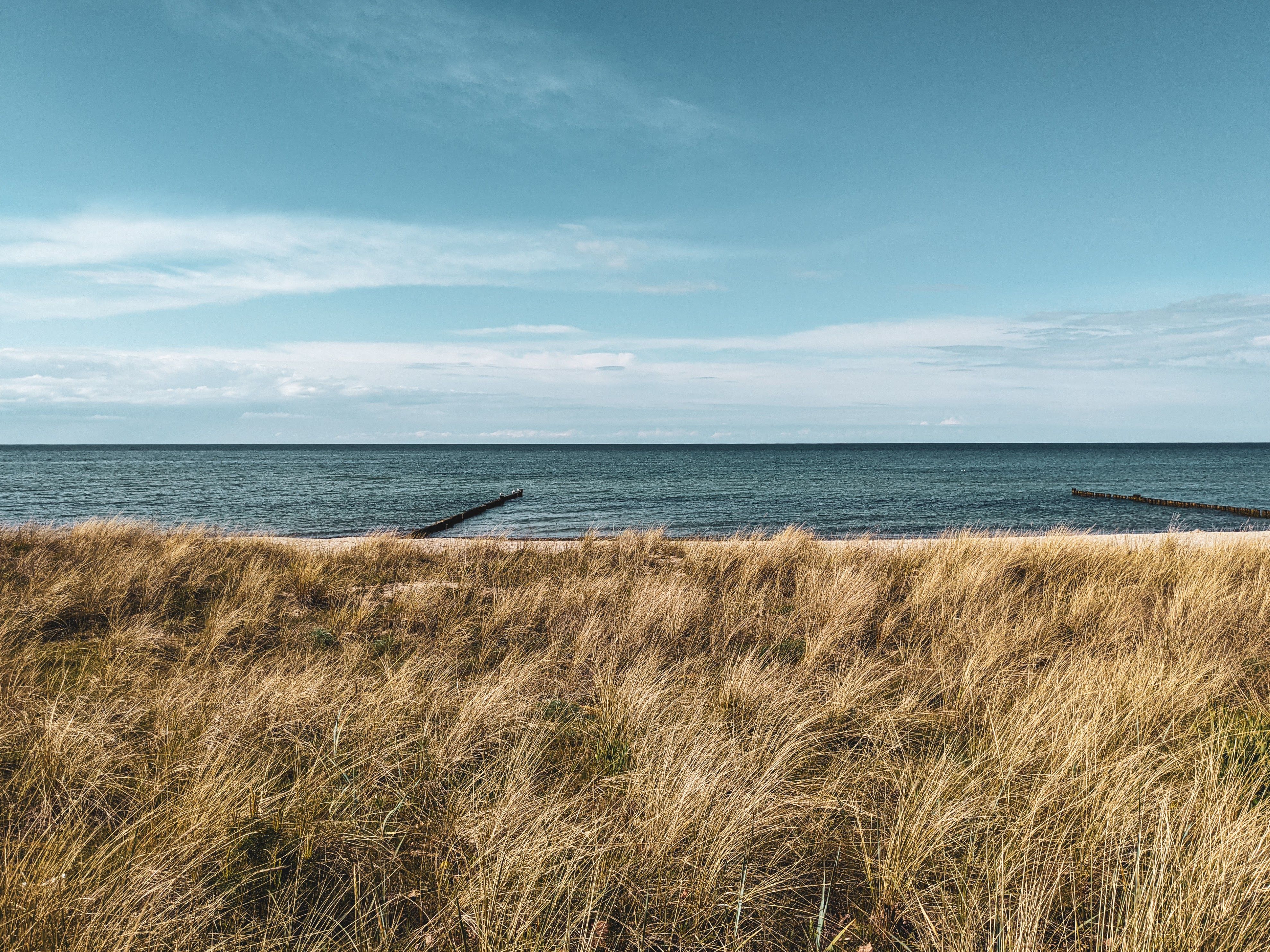 Scenic View of Dried Beach Grass and Sea · Free Stock Photo