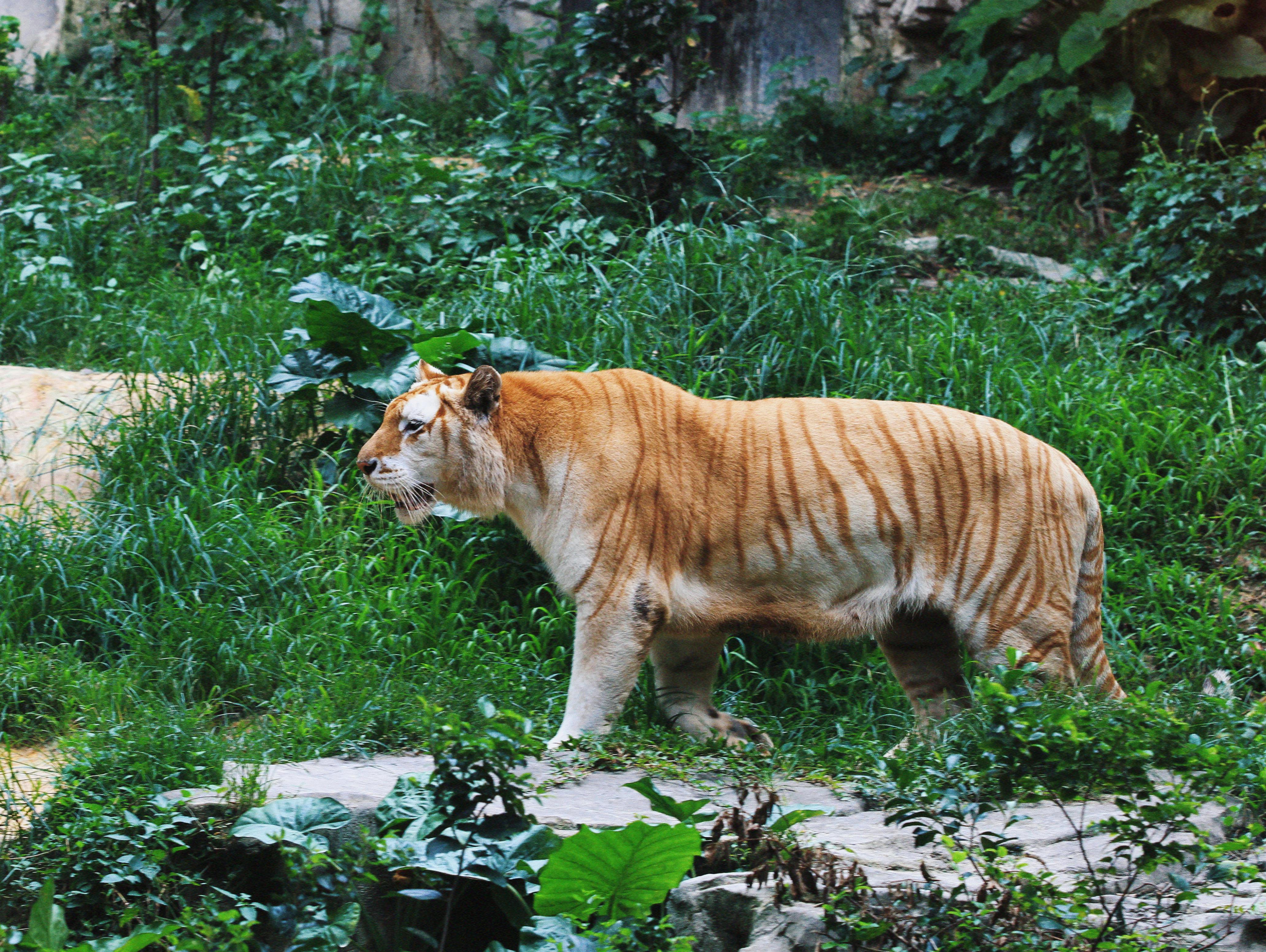 Albino Tiger · Free Stock Photo