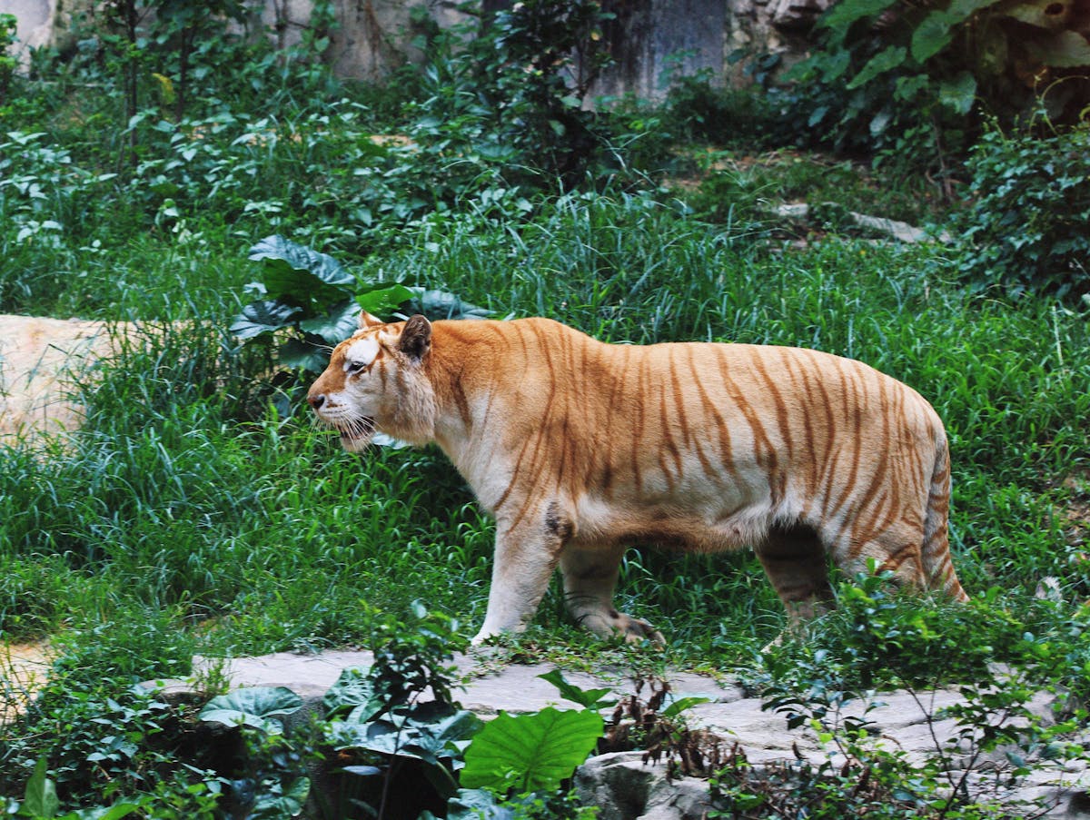 Arab Tiger Photos, Download The BEST Free Arab Tiger Stock Photos & HD ...