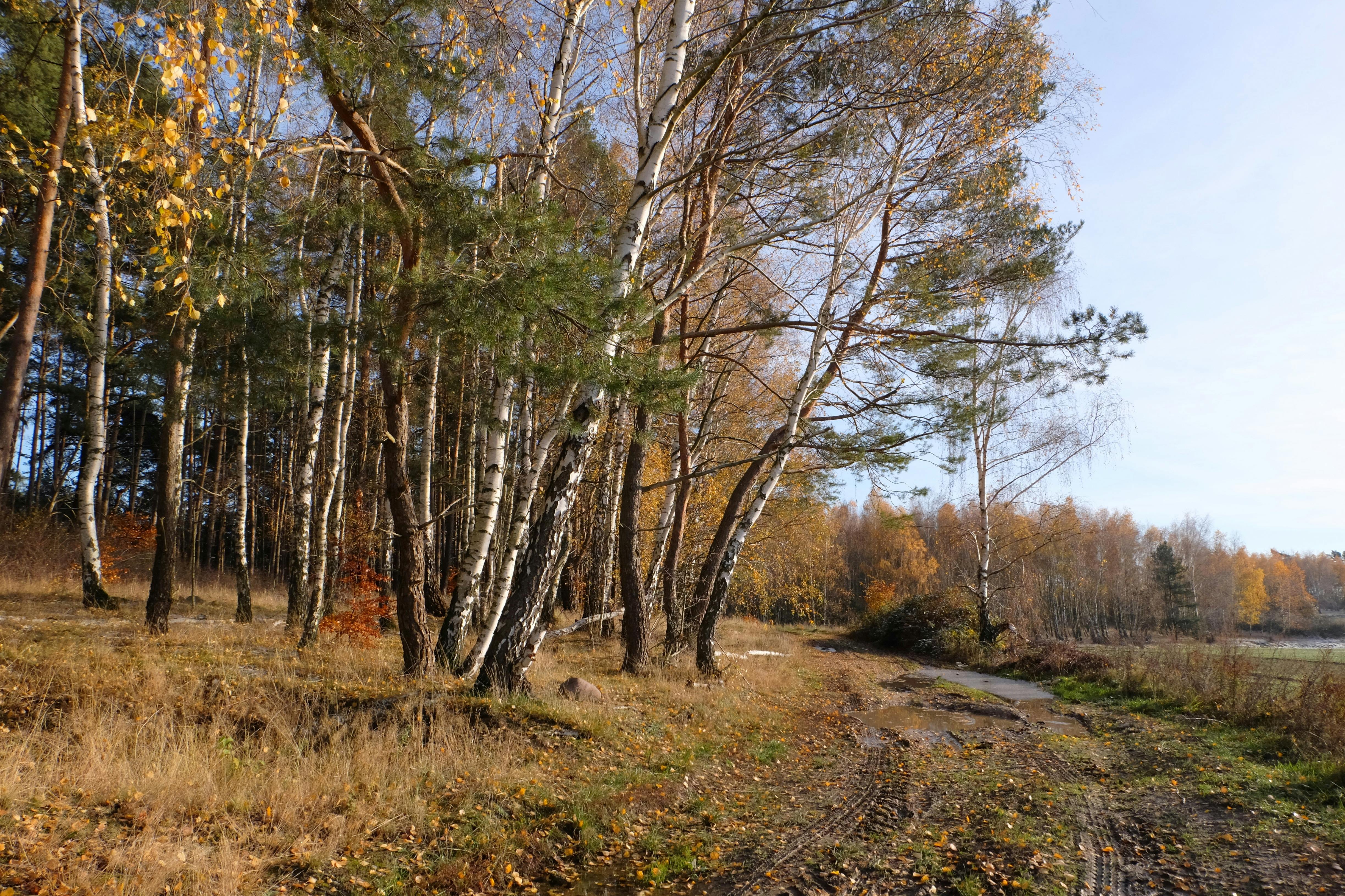 A dirt road in the woods with trees · Free Stock Photo