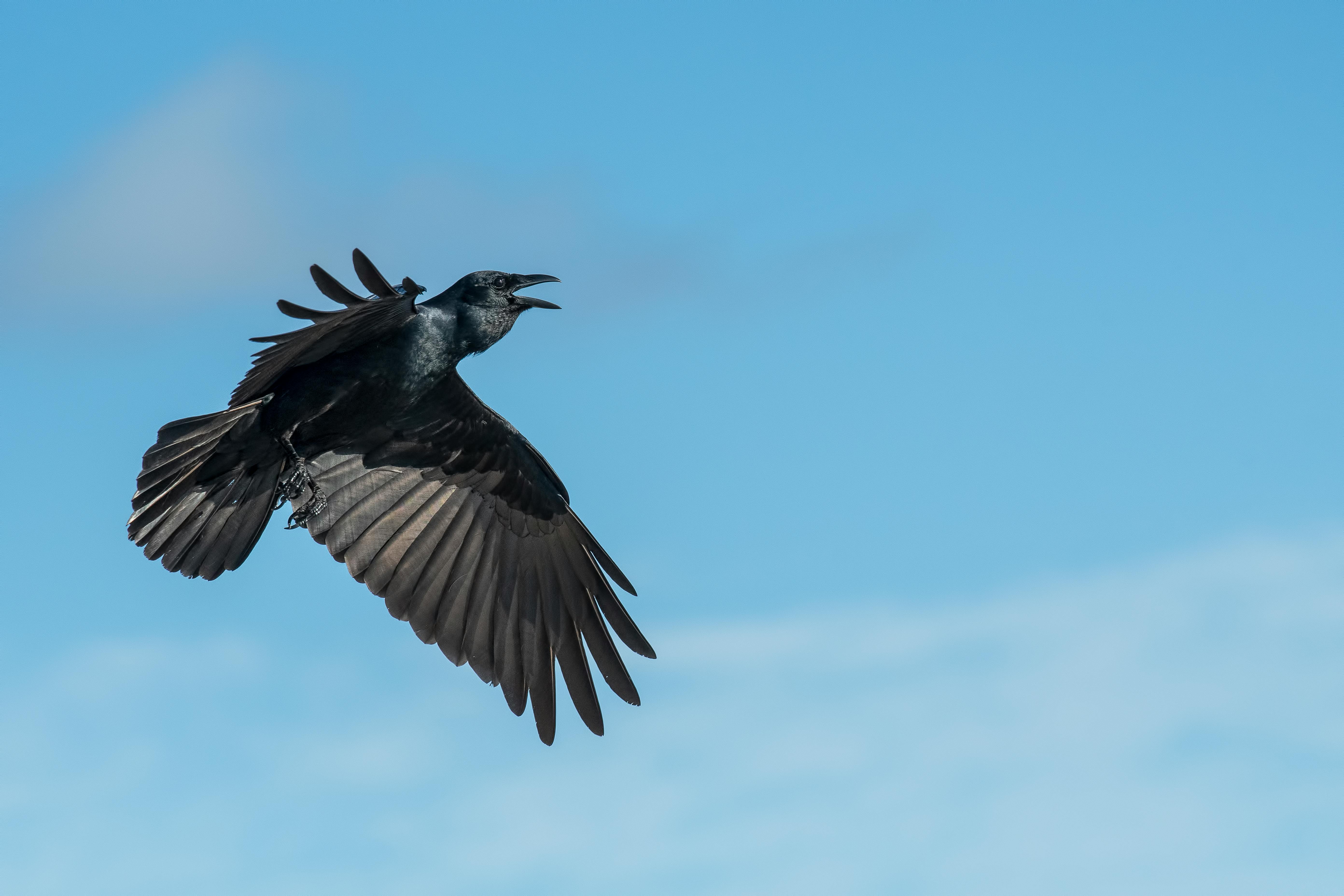 Birds 2 Photos & Videos Collected by Audrey Foley