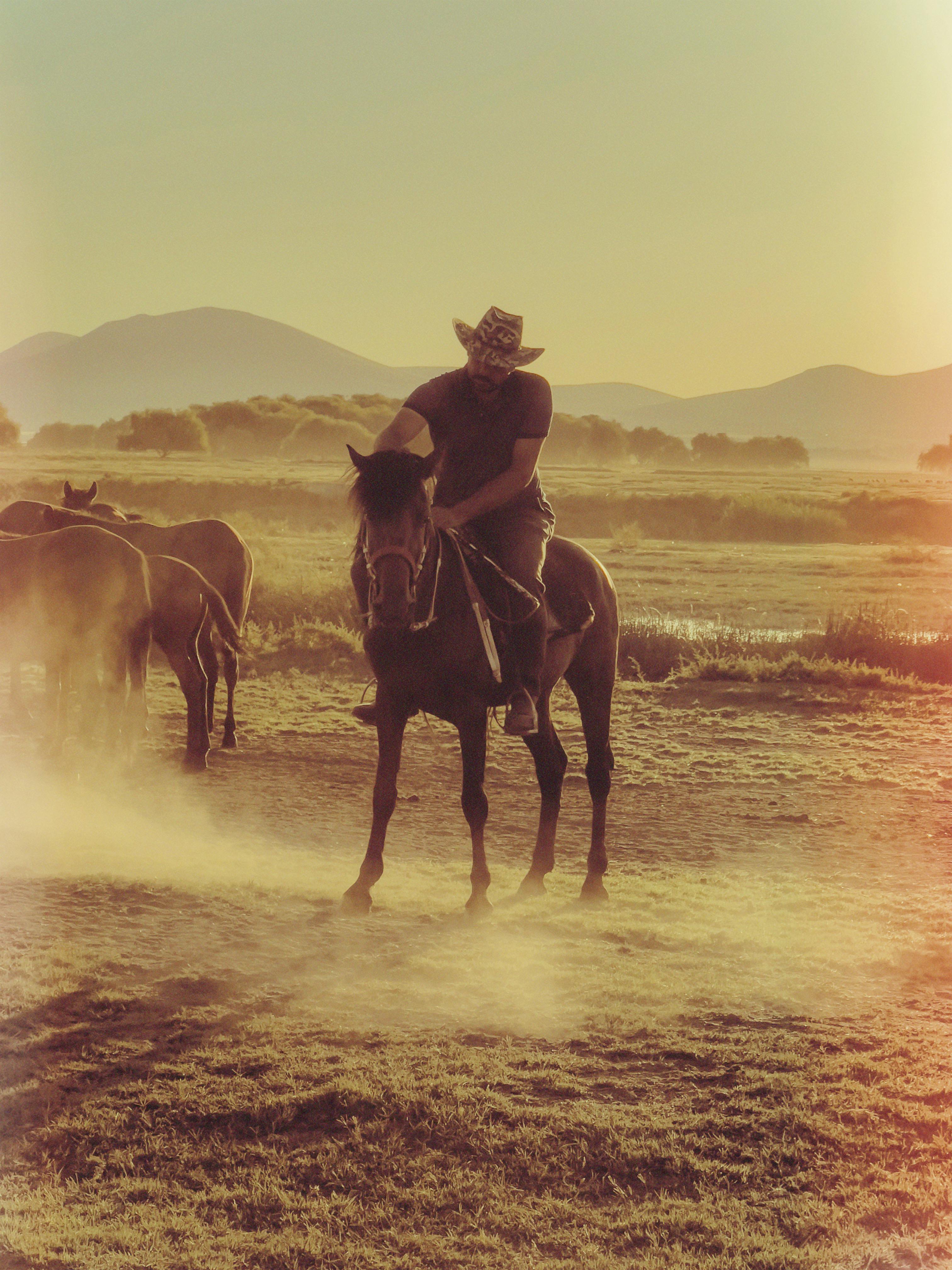 Man on White Horse Next to Dog on Grassy Field · Free Stock Photo