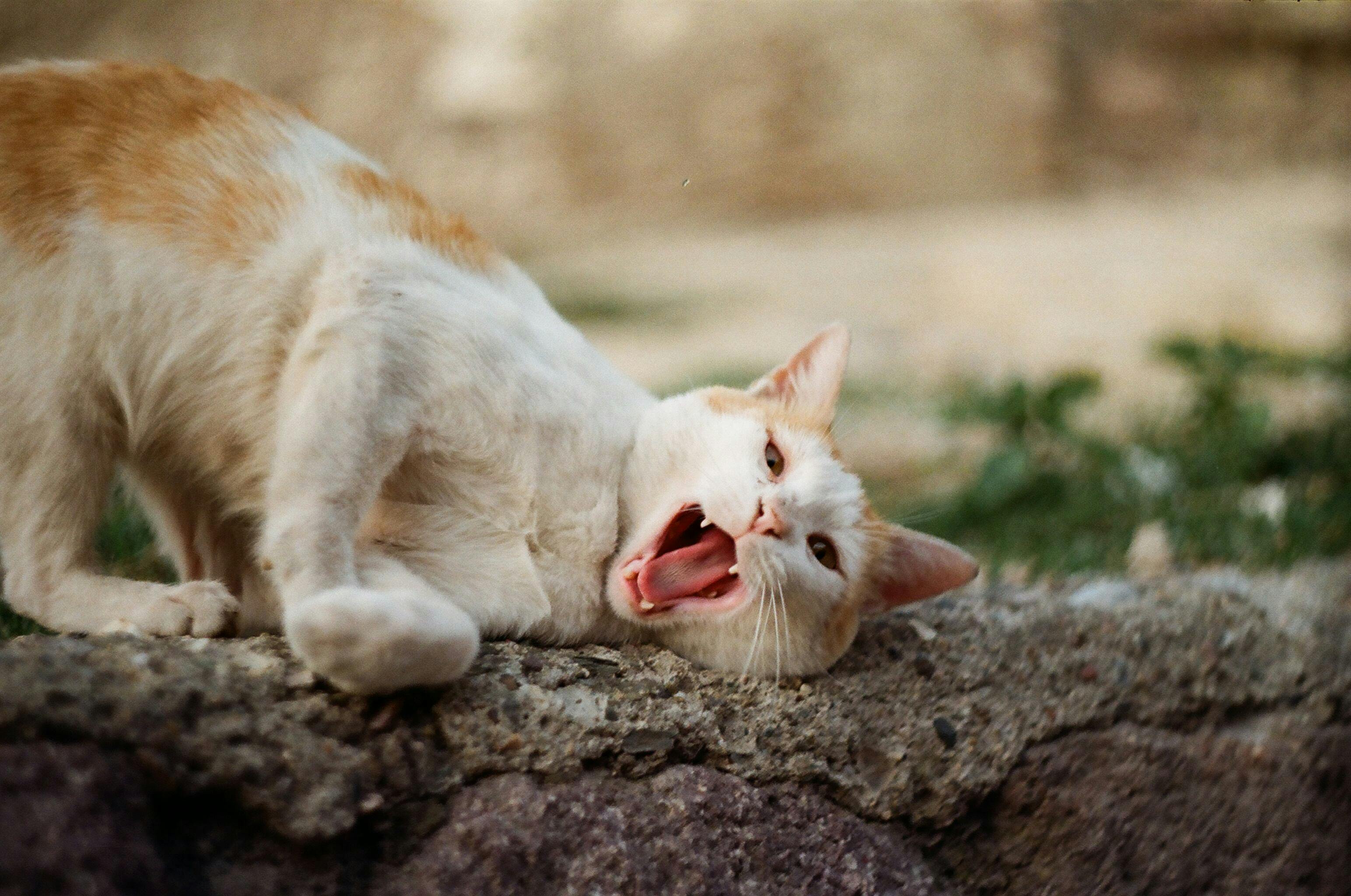 A White and Orange Cat Scratching Itself against a Wall · Free Stock Photo