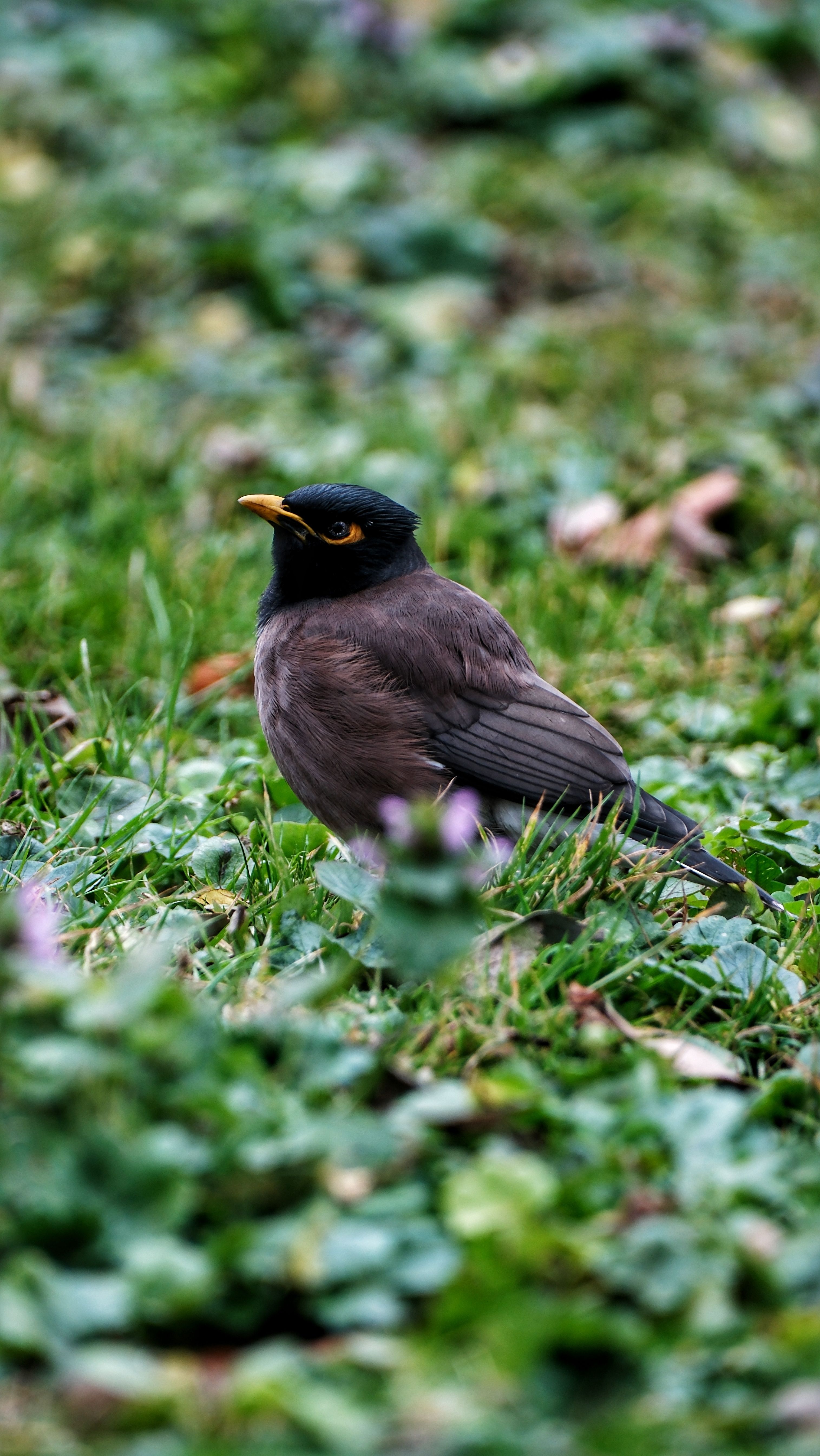 Myna Bird on Grass · Free Stock Photo
