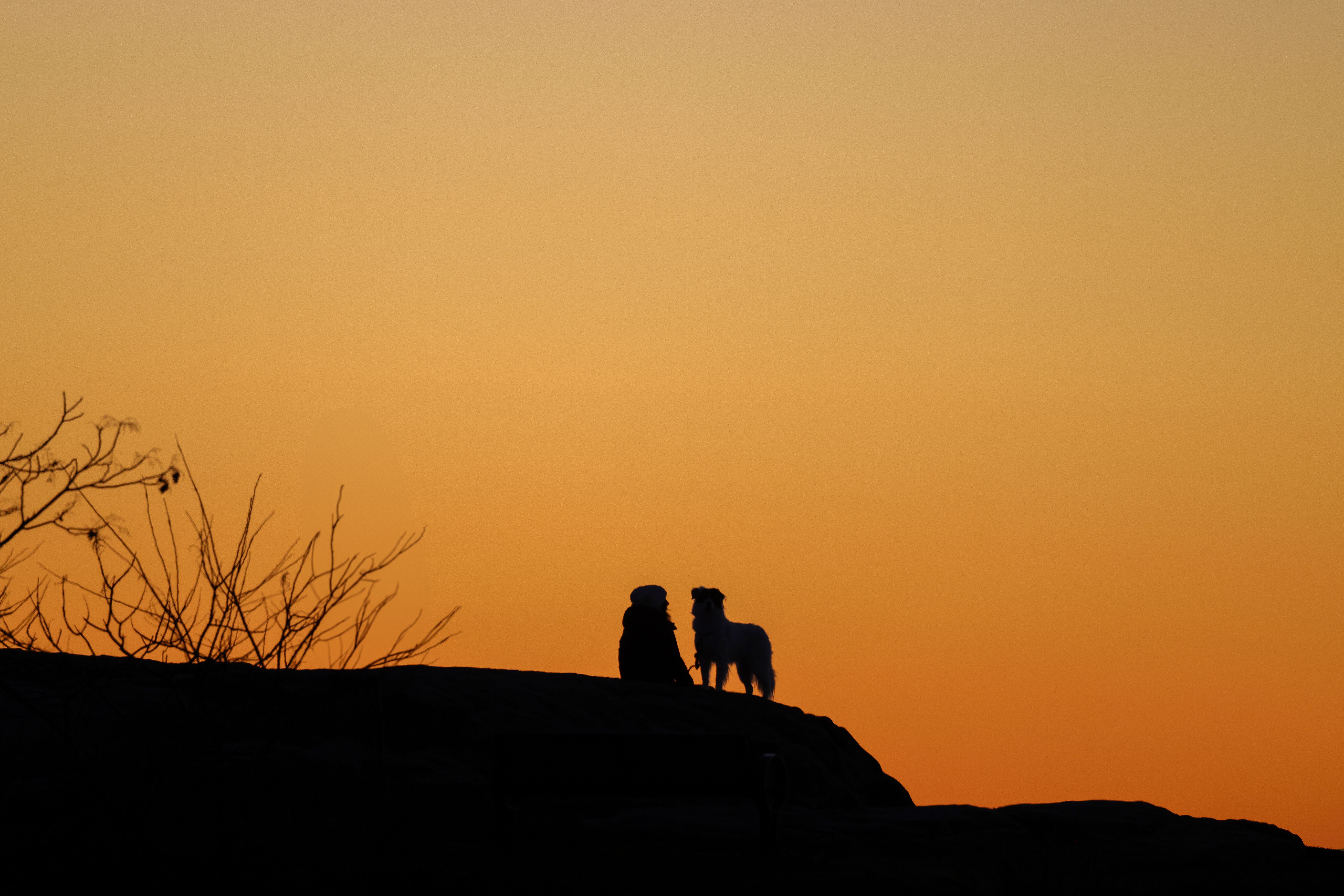 Silhouette of Person and Dog at Dusk · Free Stock Photo