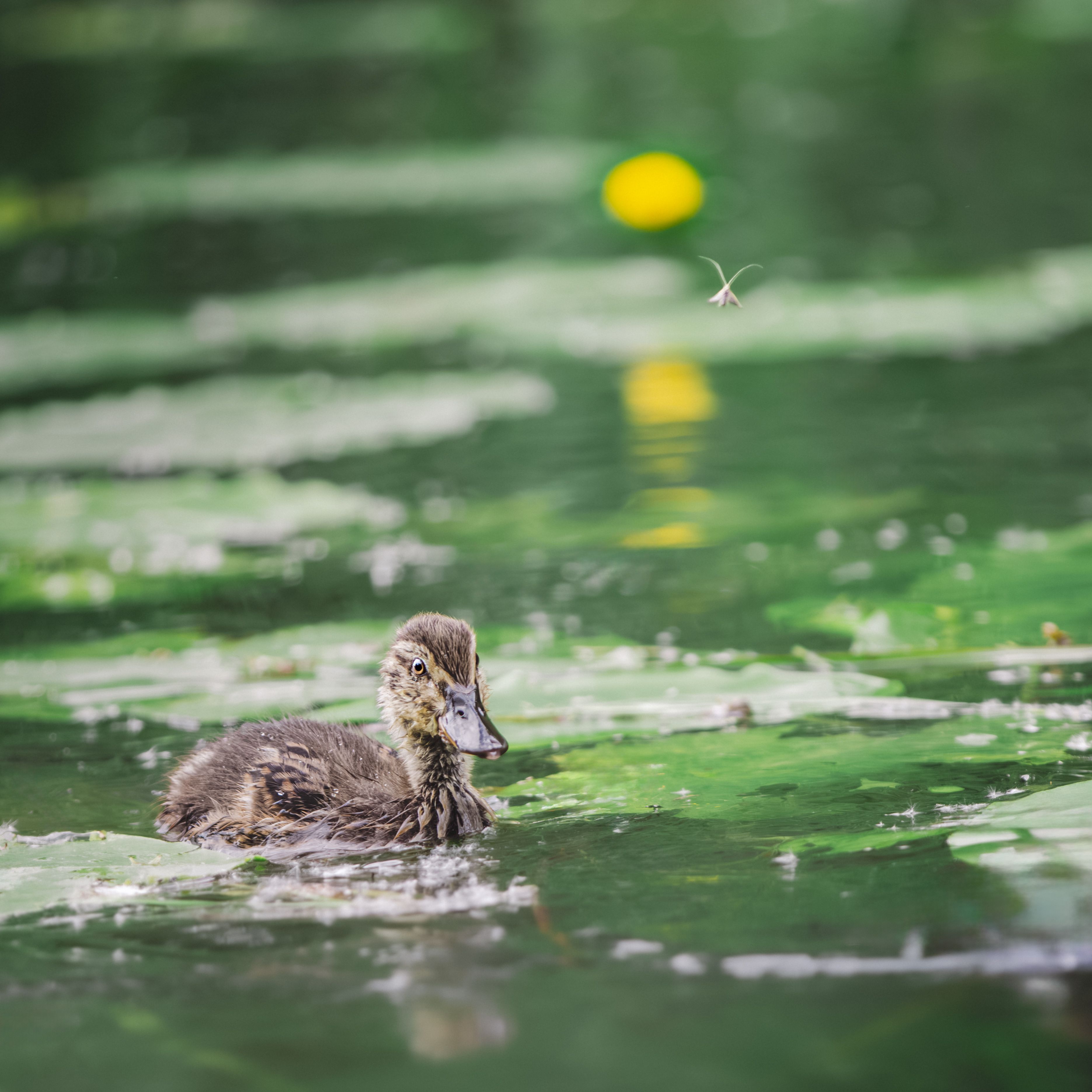 A duckling swimming in a pond with lily pads · Free Stock Photo