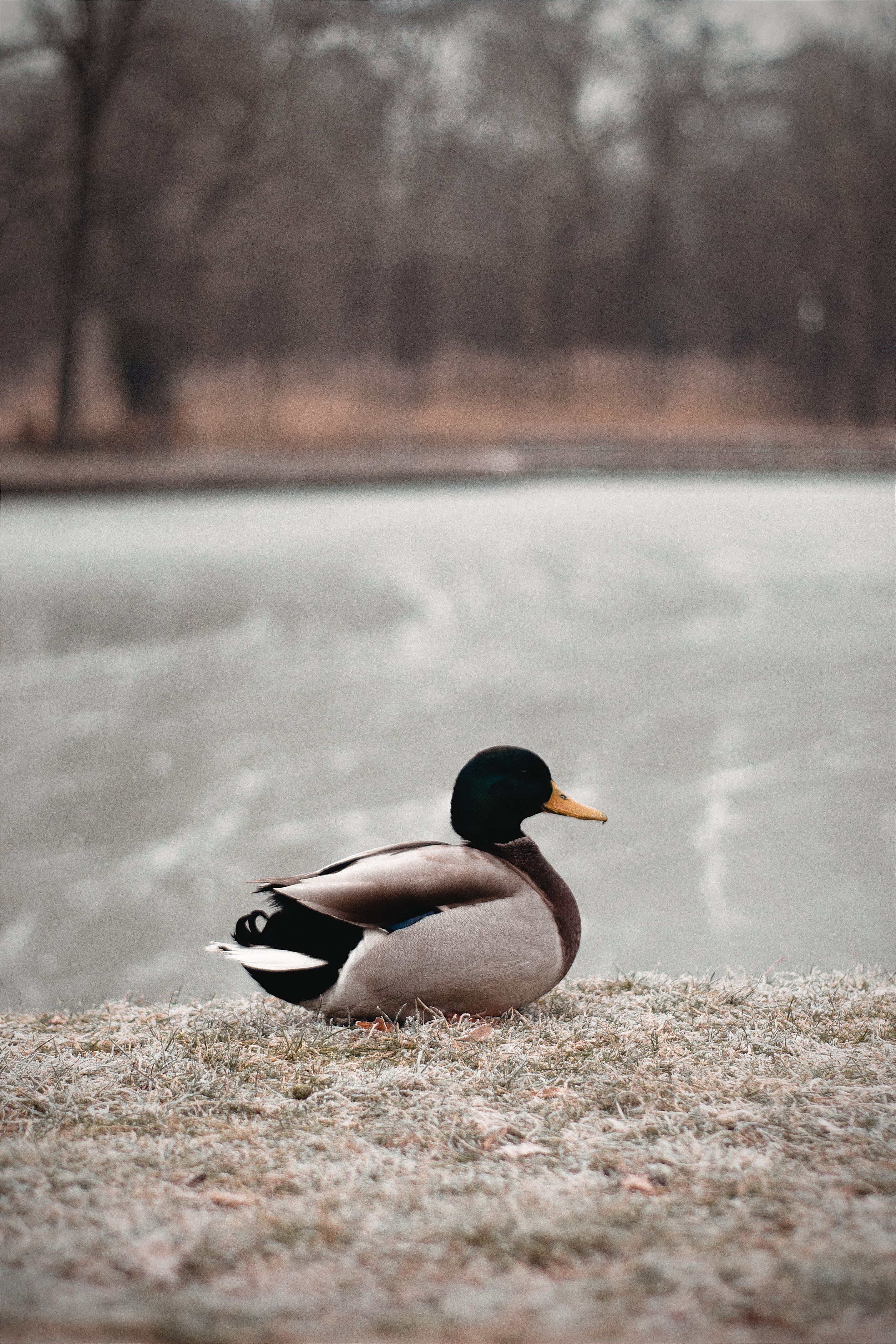 Duck on Ground · Free Stock Photo