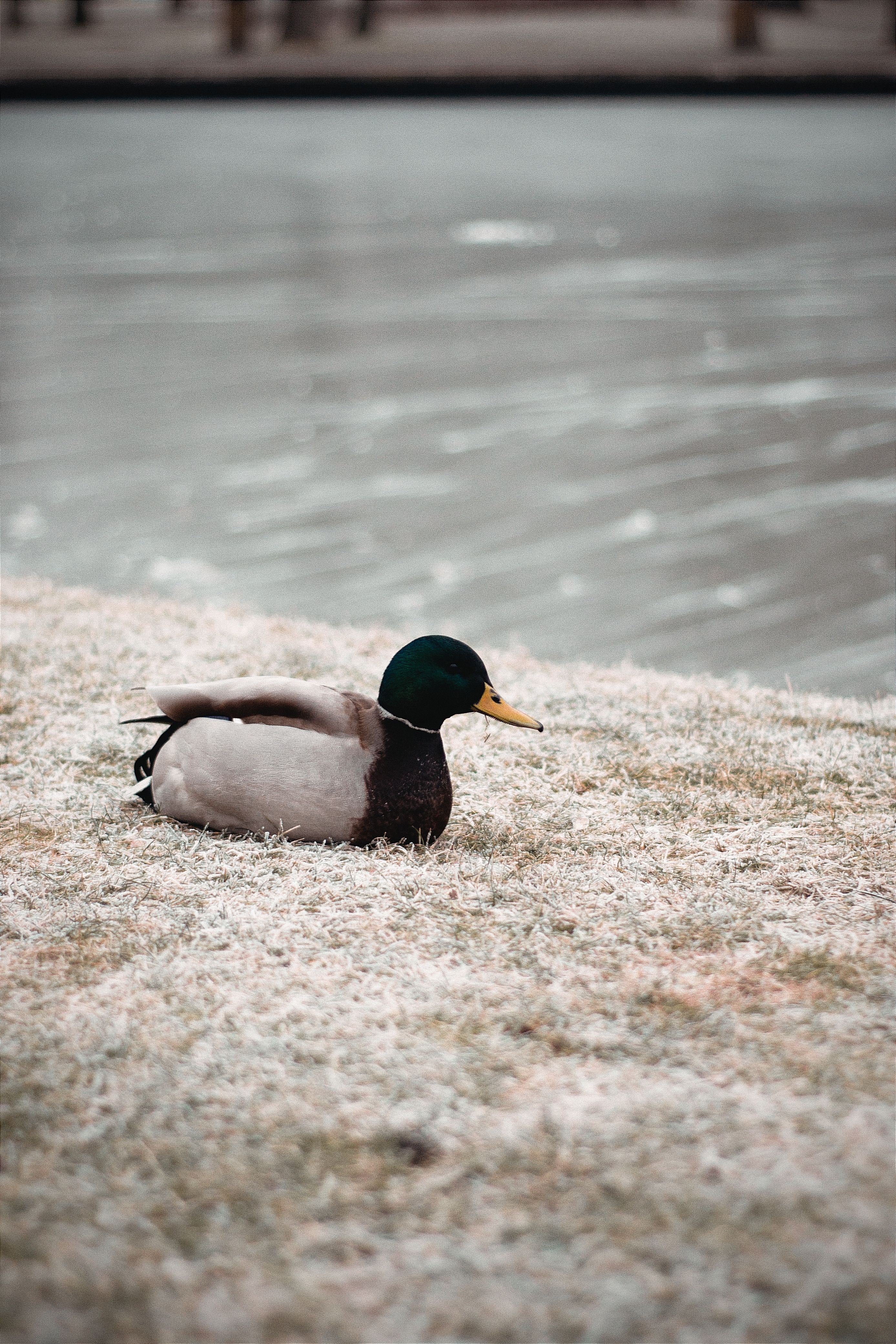 Duck on Ground · Free Stock Photo
