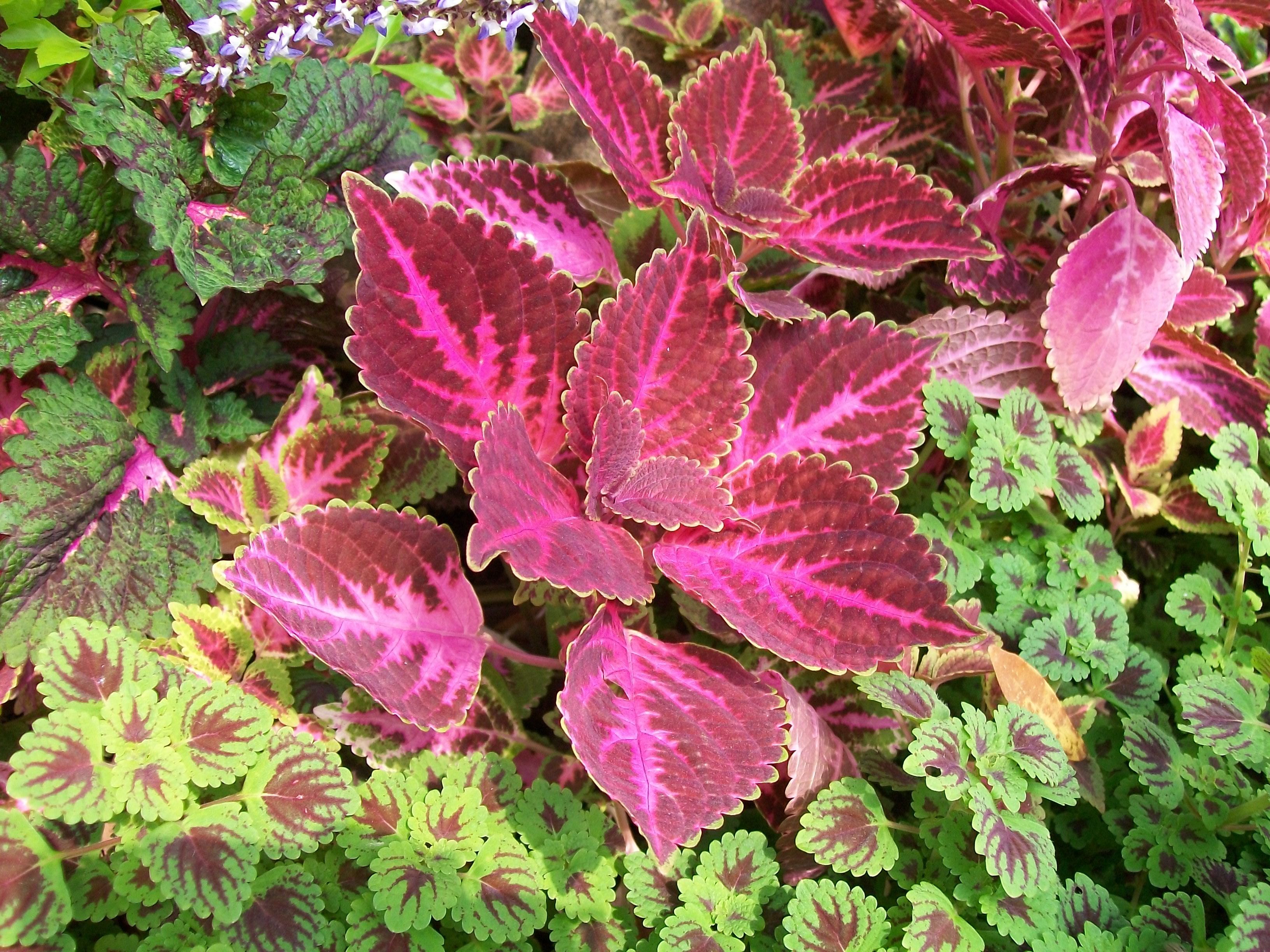 Red Leaves of Exotic Bush · Free Stock Photo