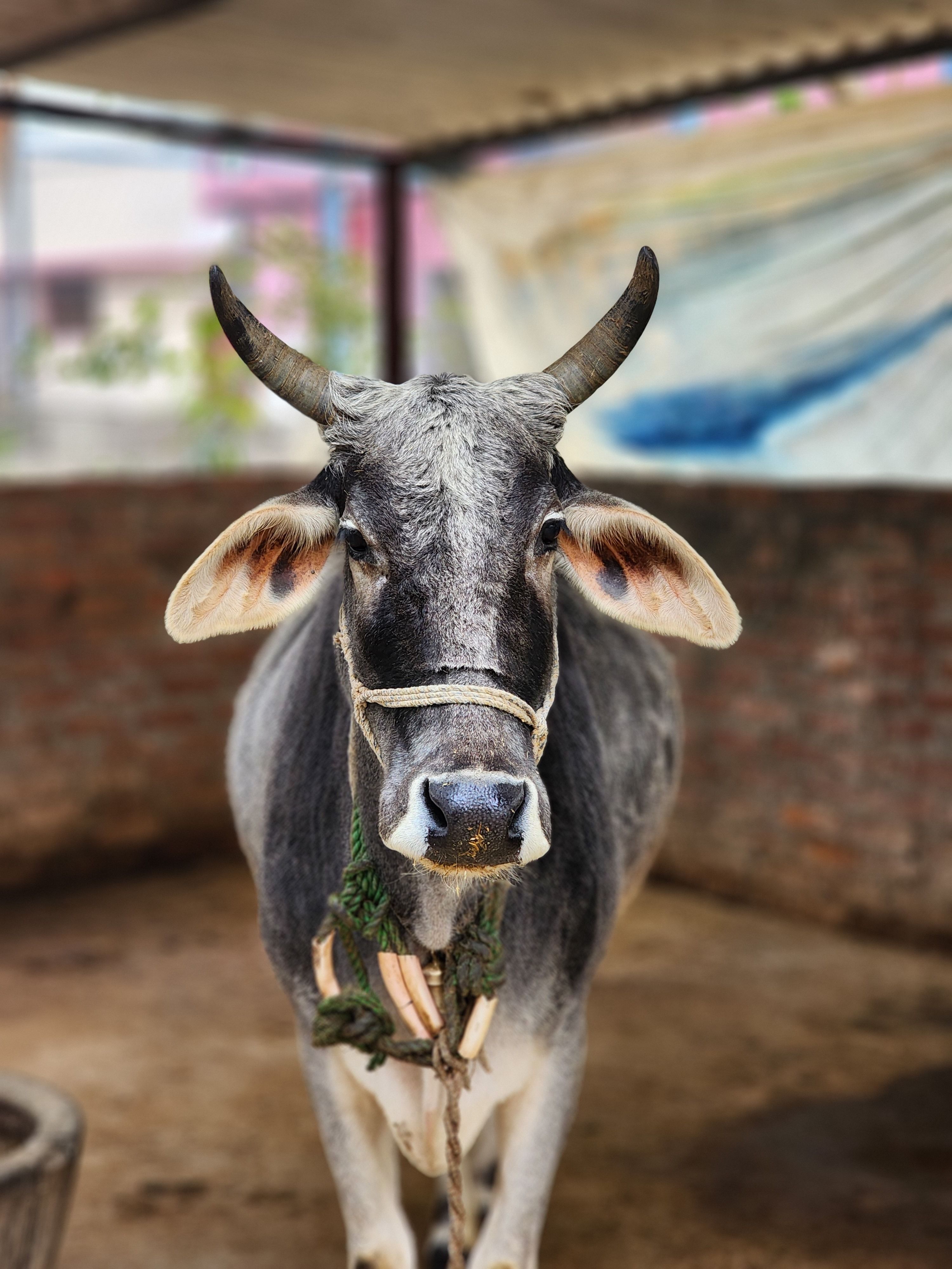 Close-up of a Bull Standing in a Barn · Free Stock Photo