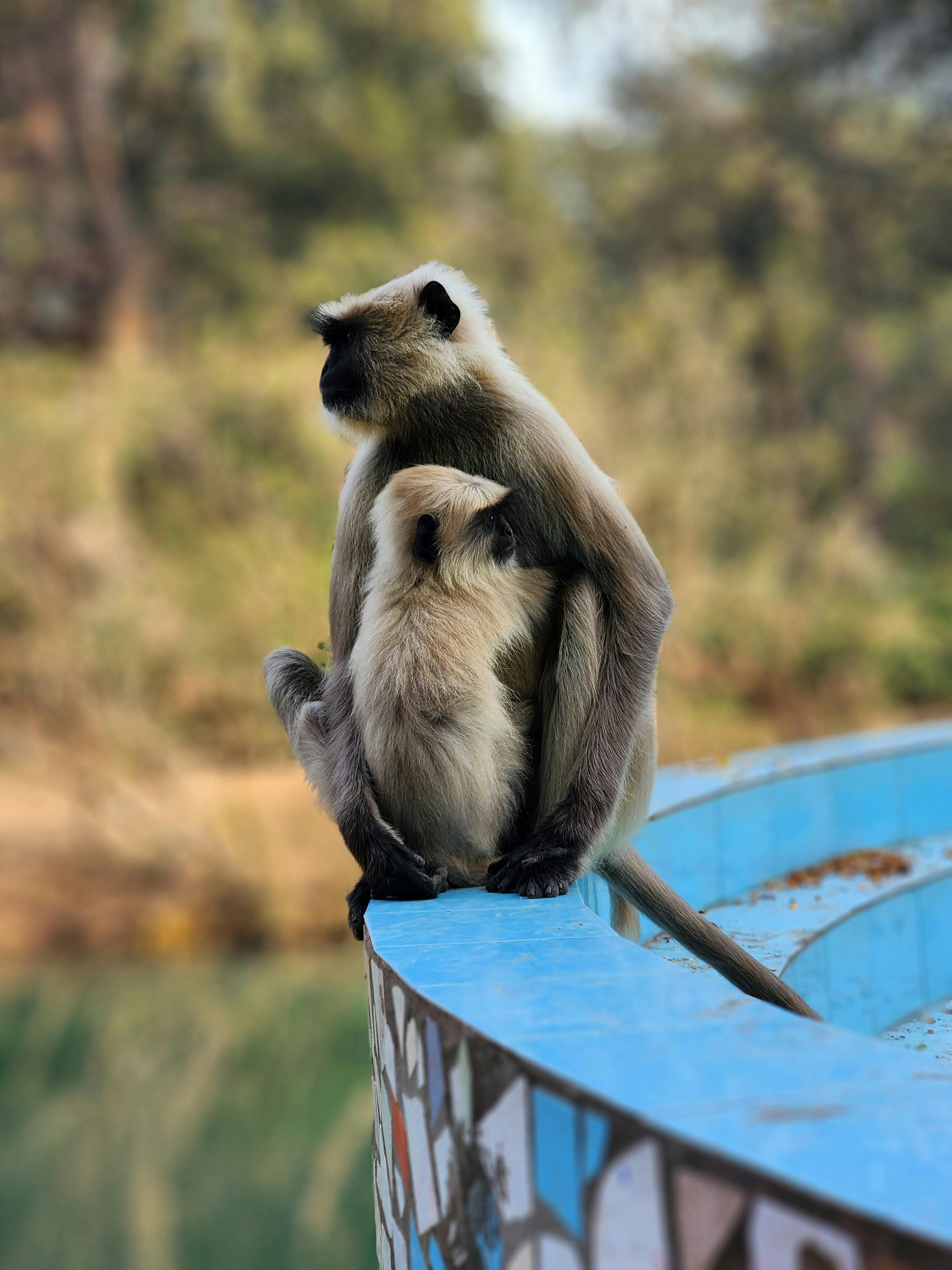 Langur with Baby on Wall · Free Stock Photo