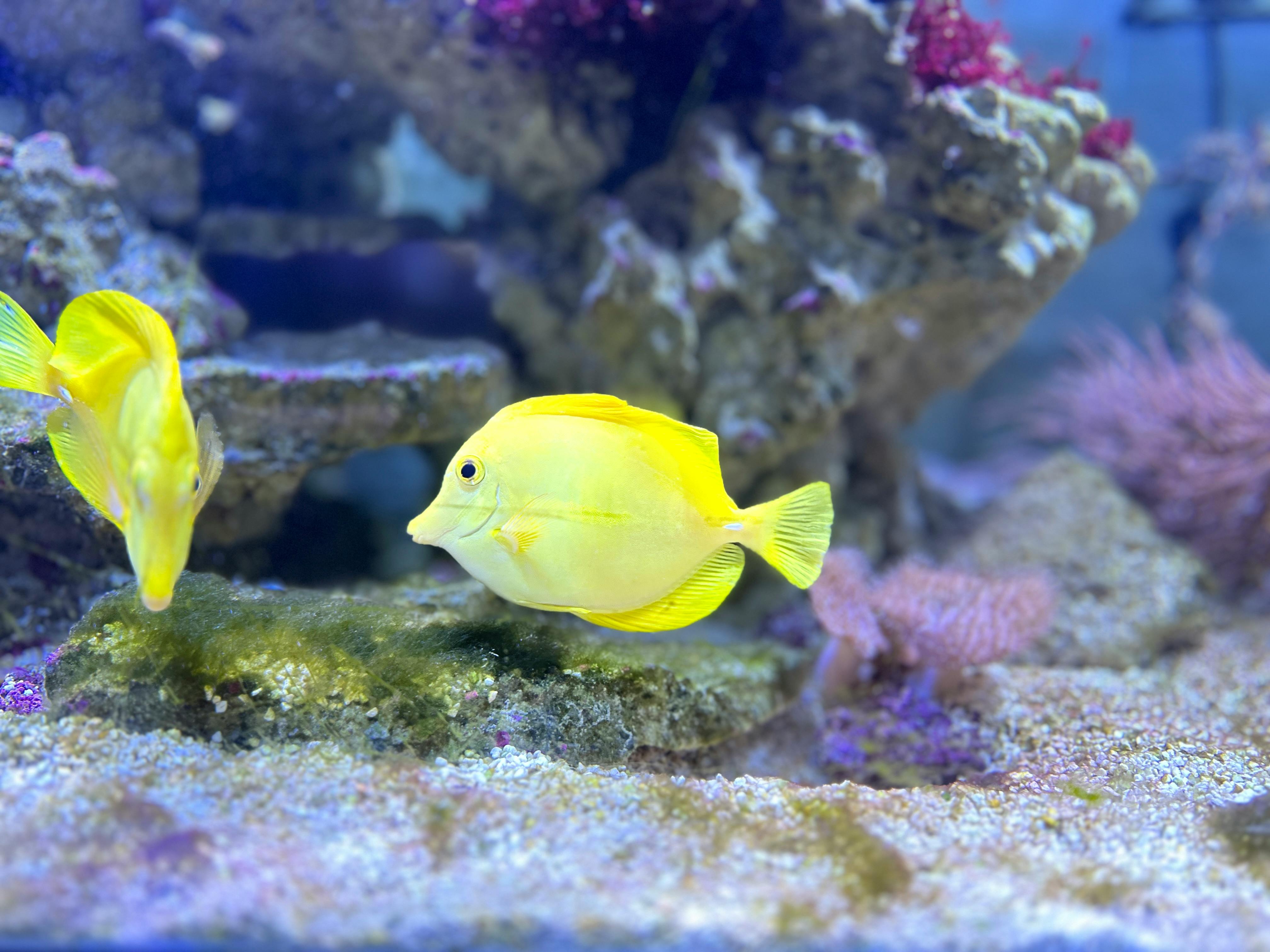 Yellow Fish on Seabed · Free Stock Photo