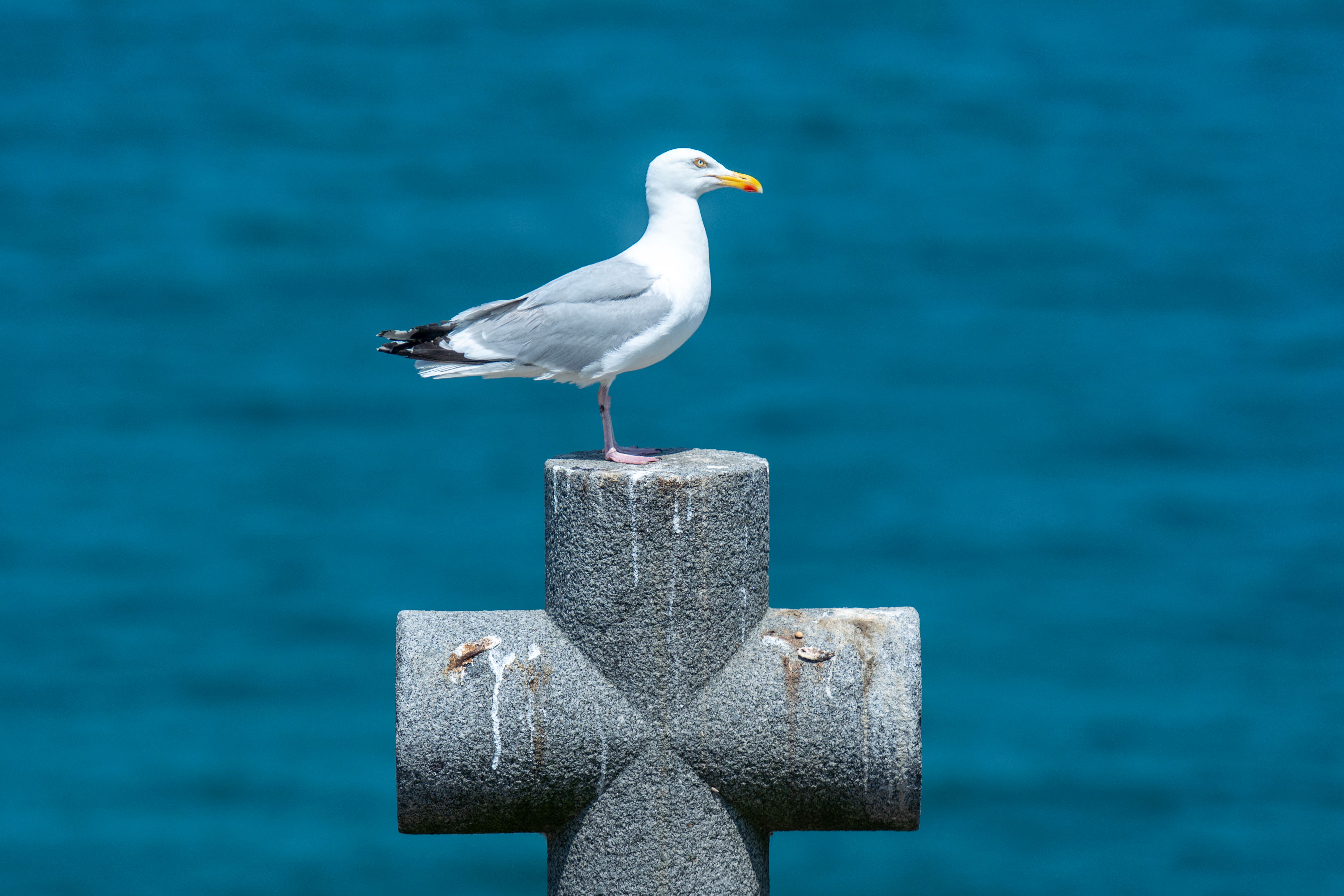 Flying Seagull Bird · Free Stock Photo