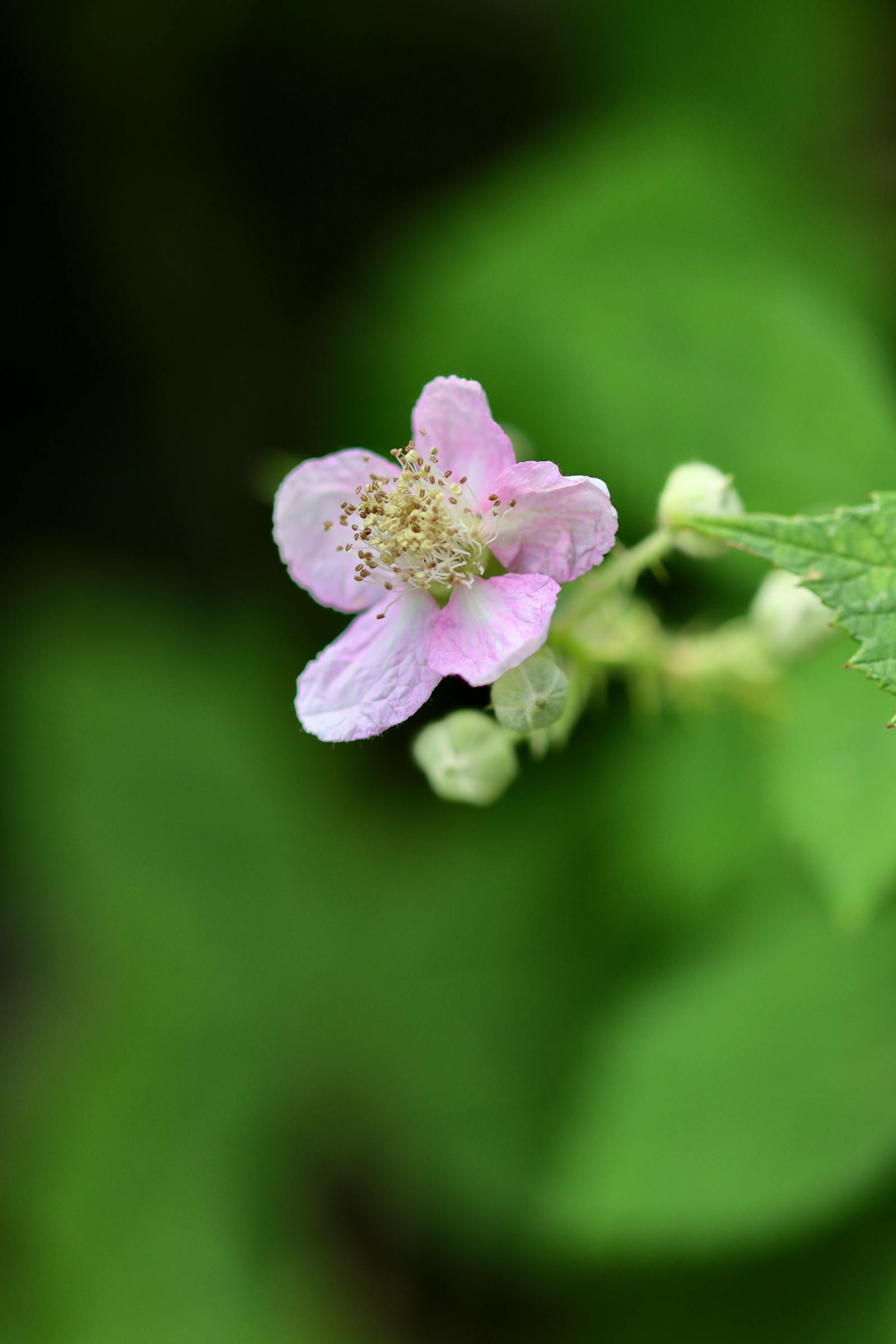 Small Images In Plant Photos, Download The BEST Free Small Images In ...