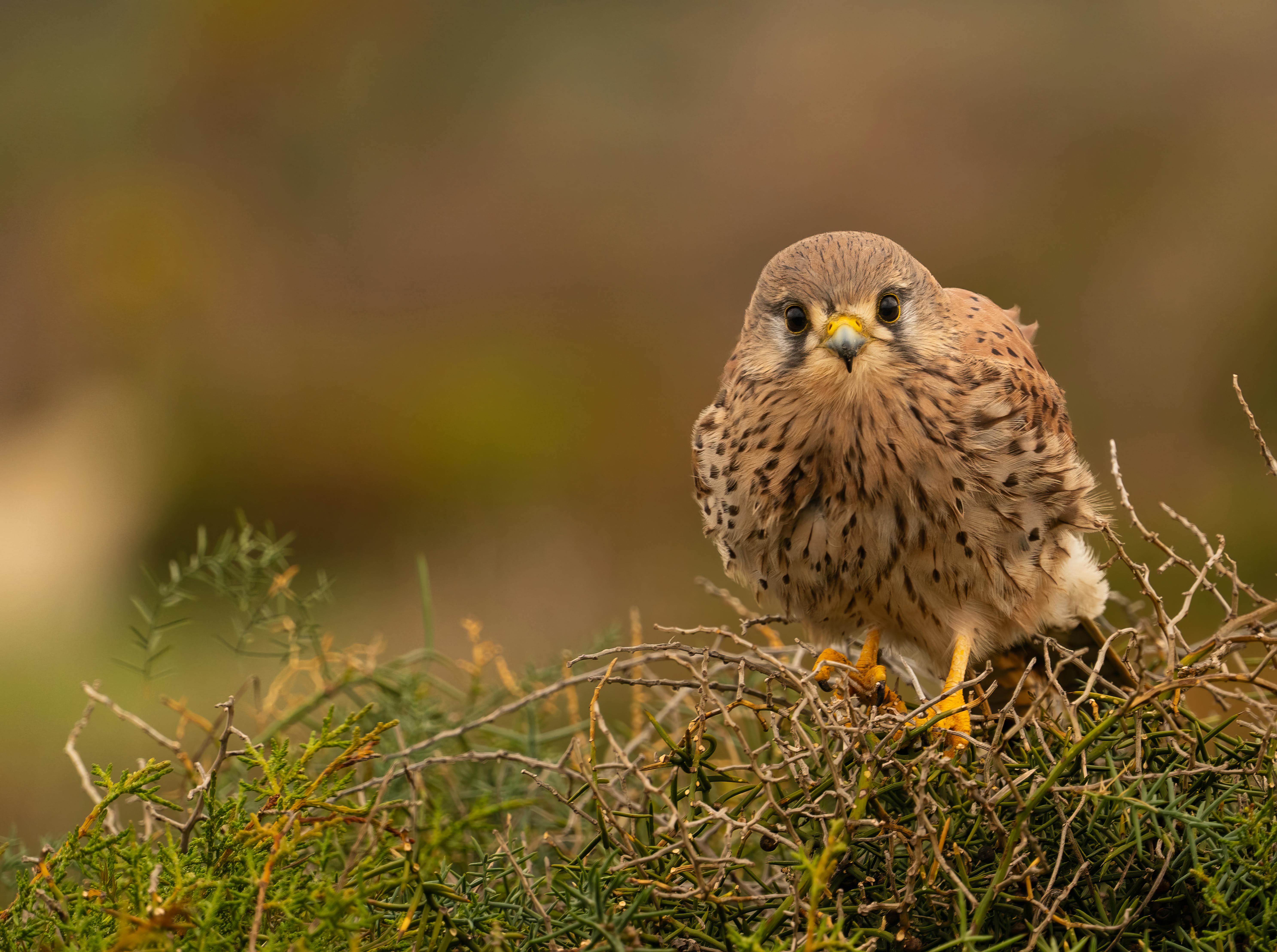 Common Kestrel Bird · Free Stock Photo