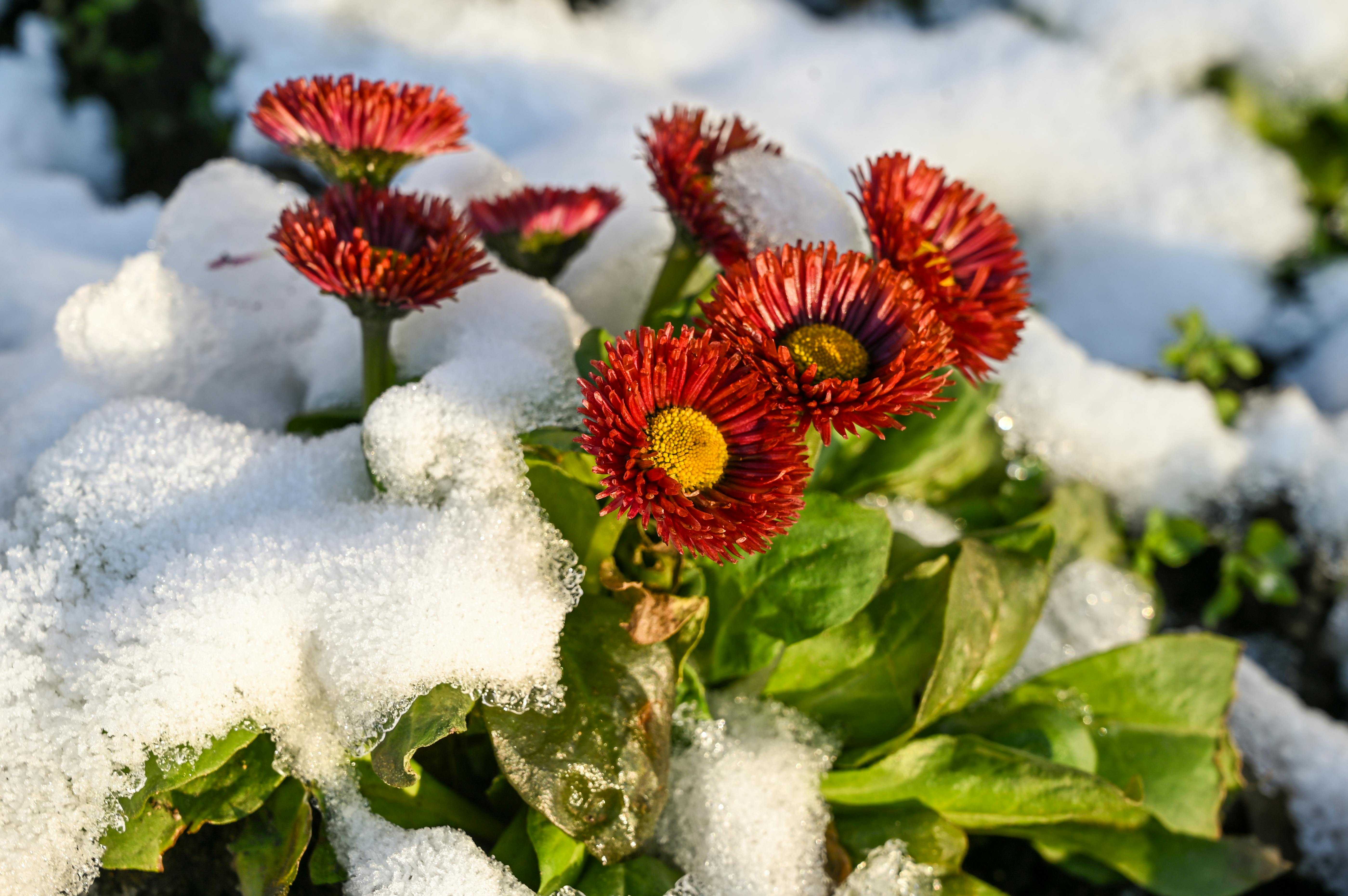 Red Daisies in Winter · Free Stock Photo