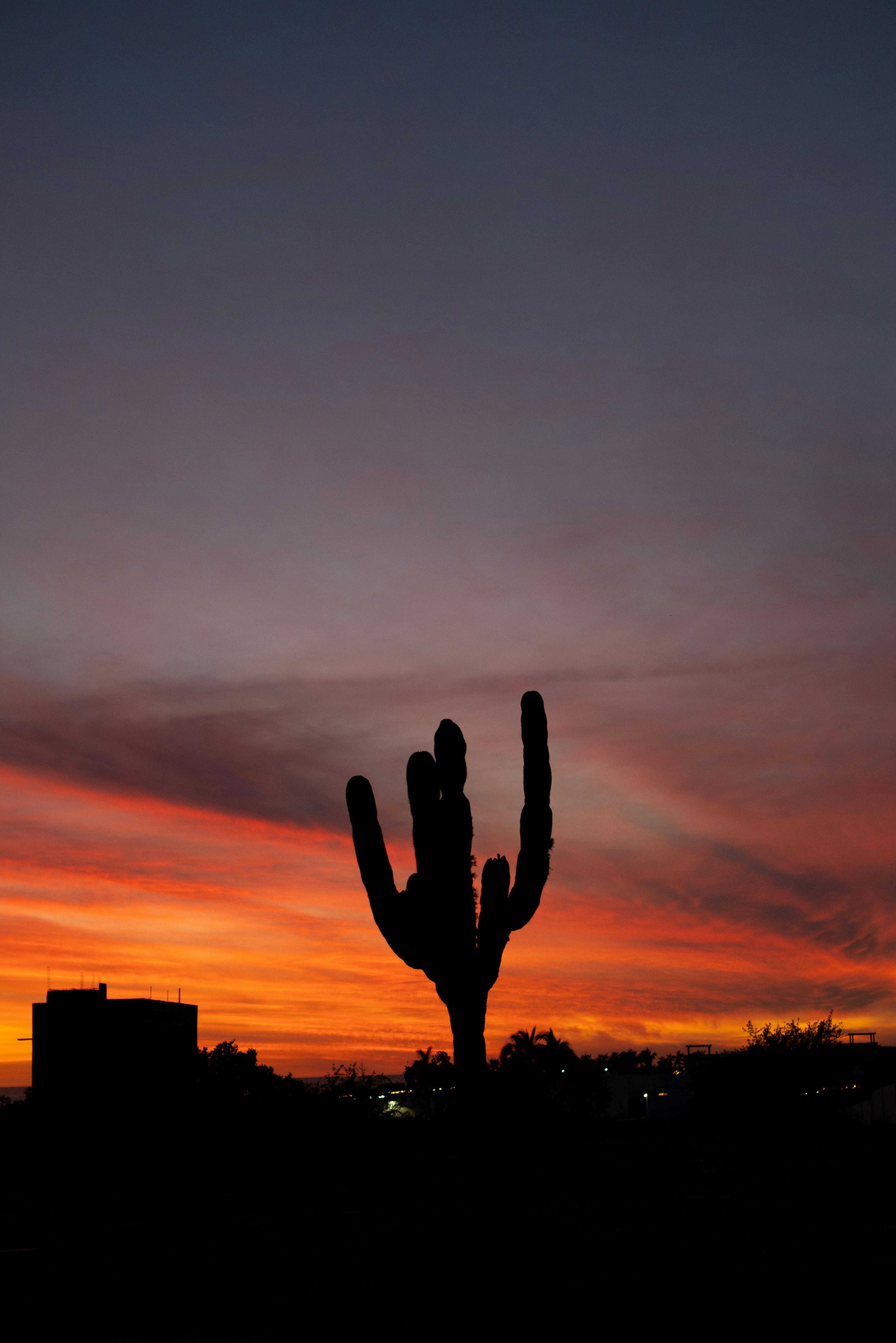 Cactus Sunset Wallpaper