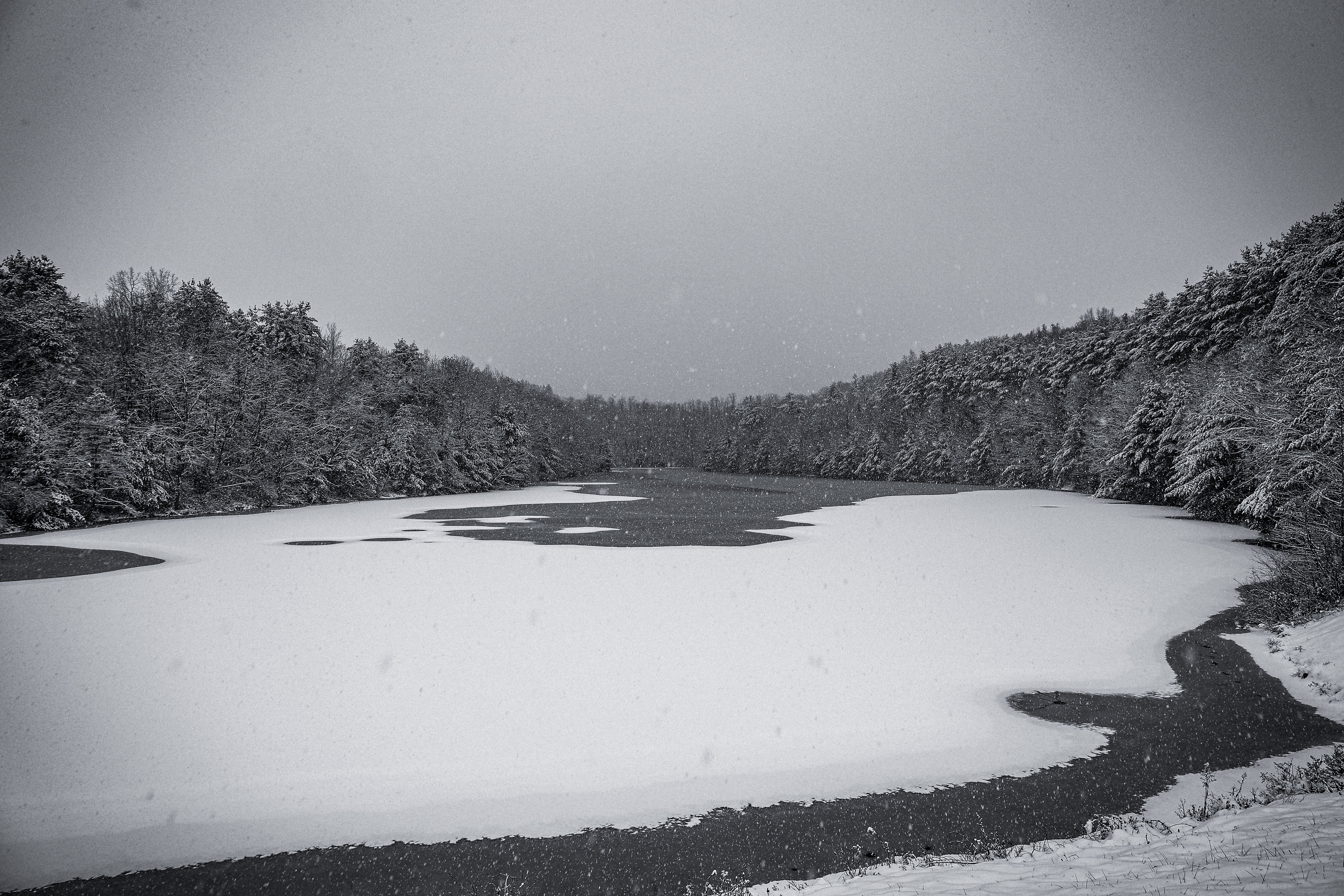 Frozen Lake Among Trees · Free Stock Photo
