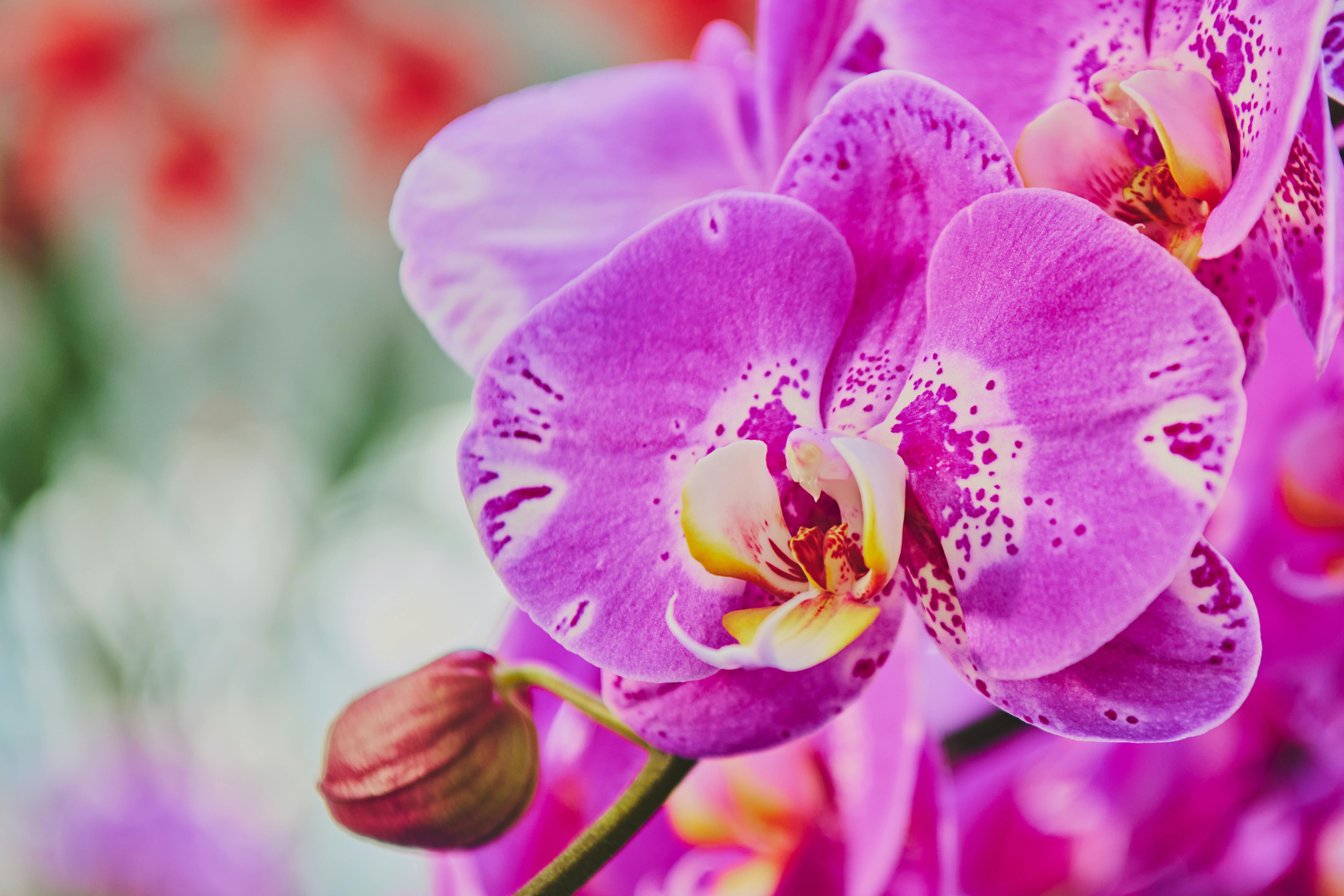 Suki Lee - Photographie