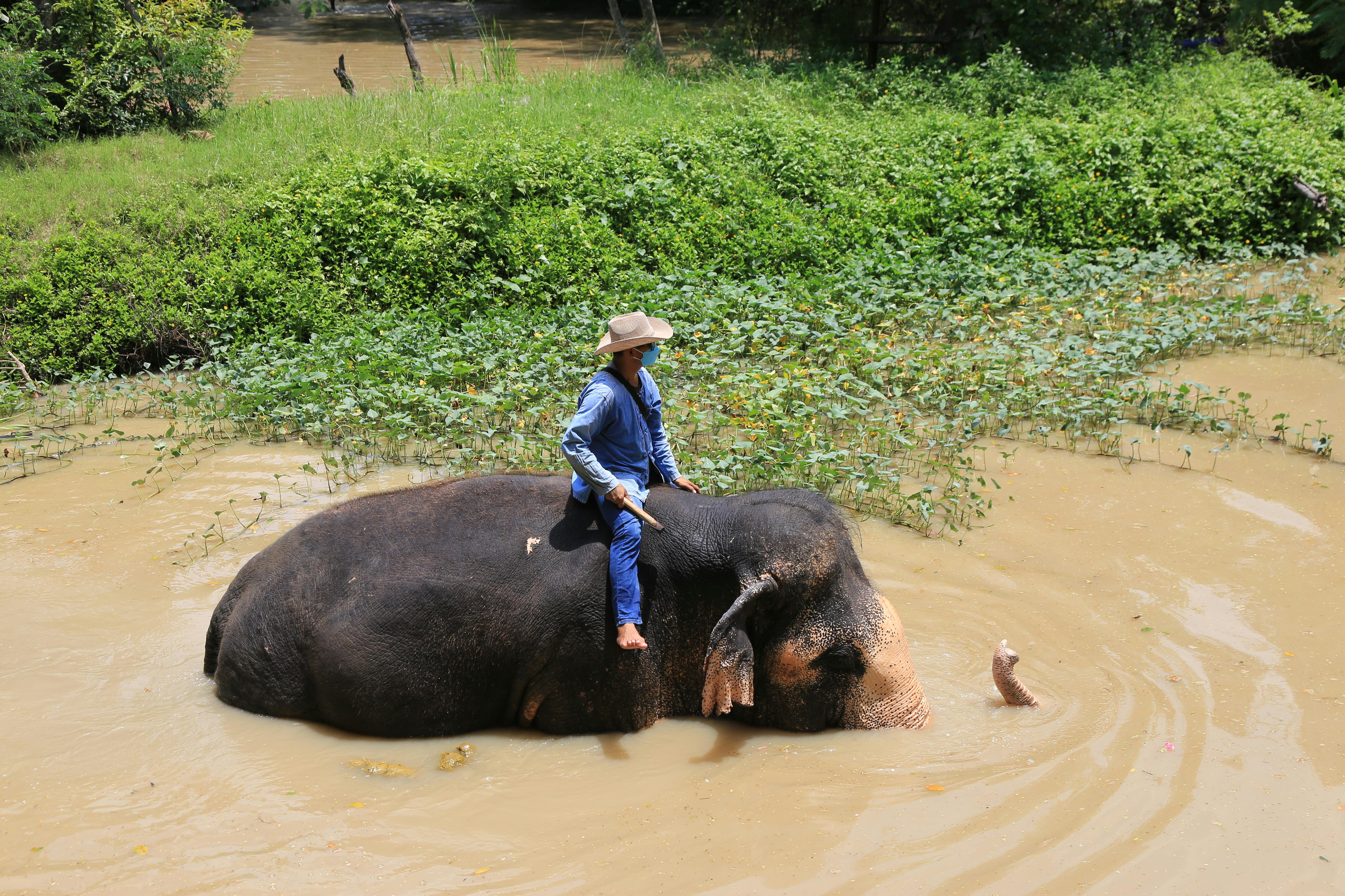 Man Sitting on an Elephant · Free Stock Photo
