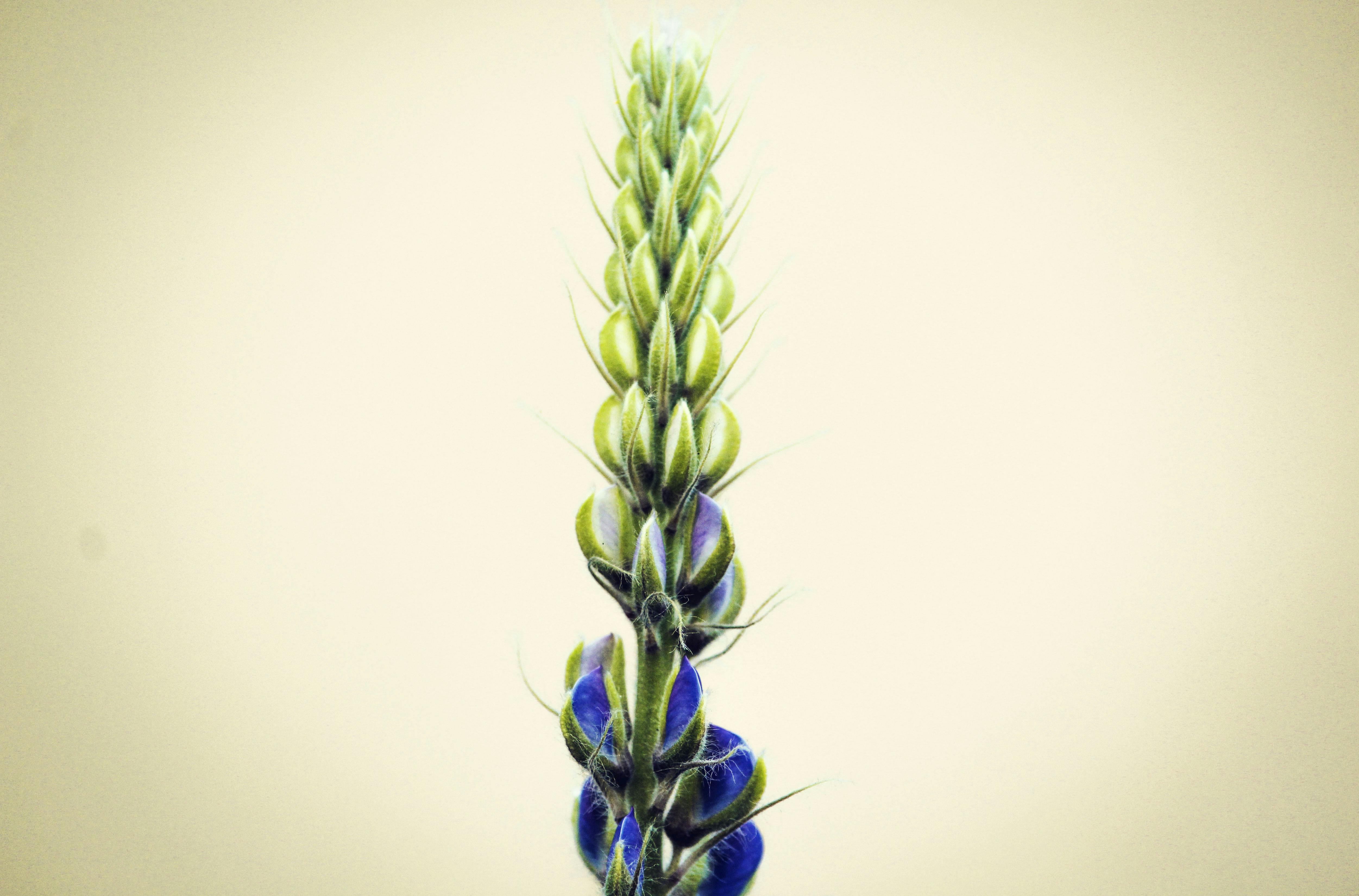 Free stock photo of life, lock screen wallpaper