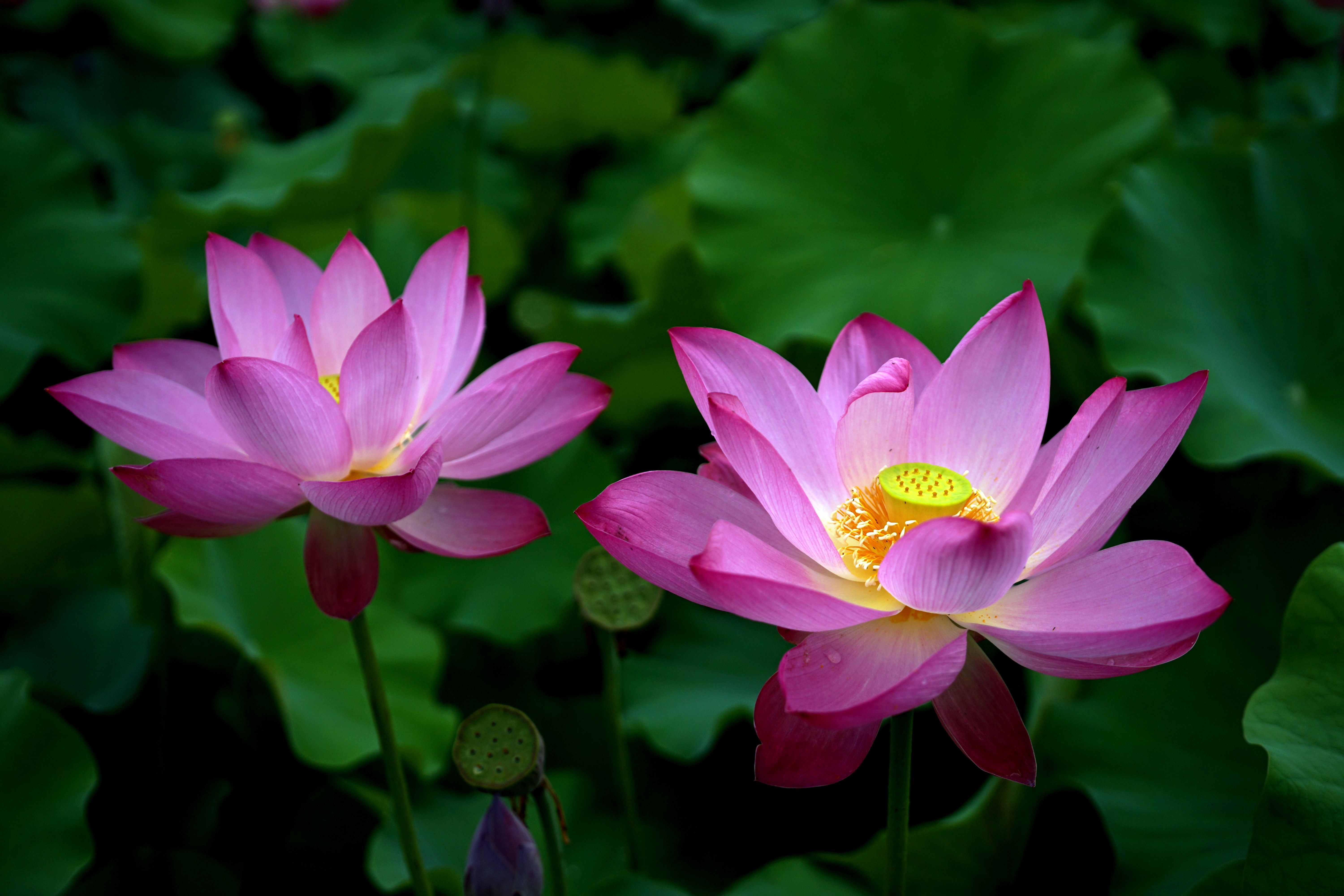 Beste foto's met betrekking tot 영업은+회사의+꽃 · 100% gratis downloaden ...