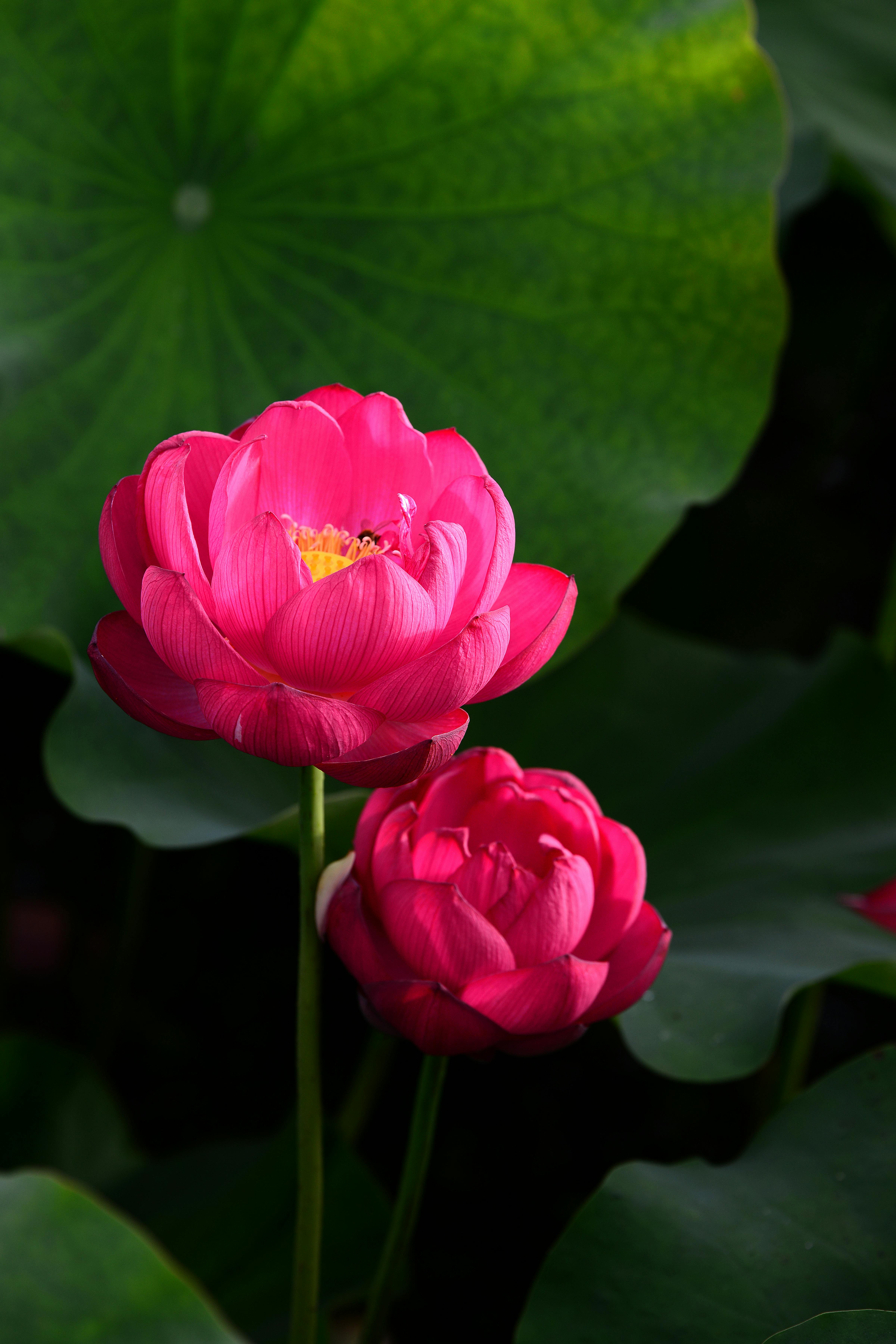 Insects Flying over Lotus Flower · Free Stock Photo