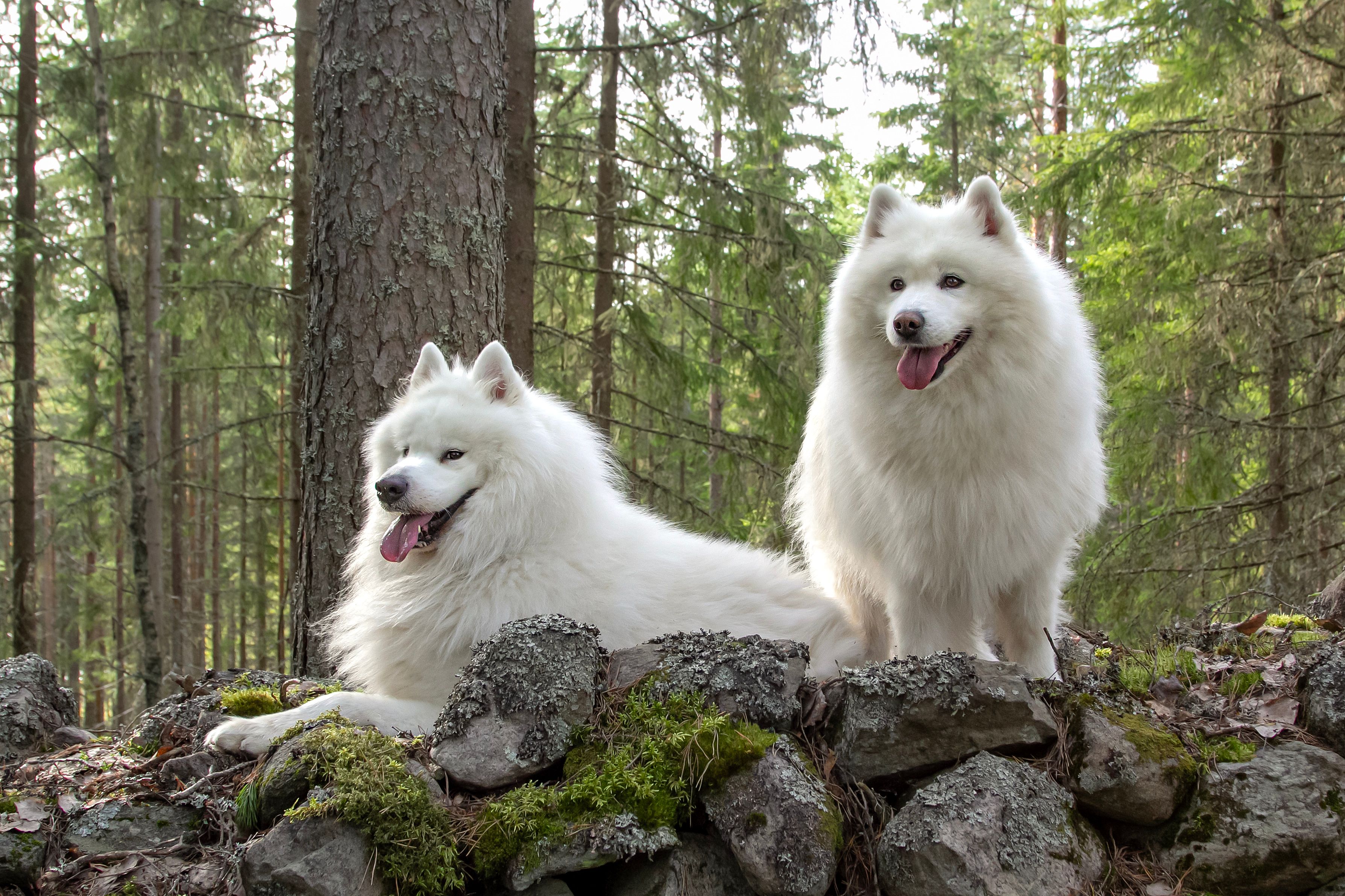 Two Samoyed Dogs Sitting on Rocks in a Forest · Free Stock Photo