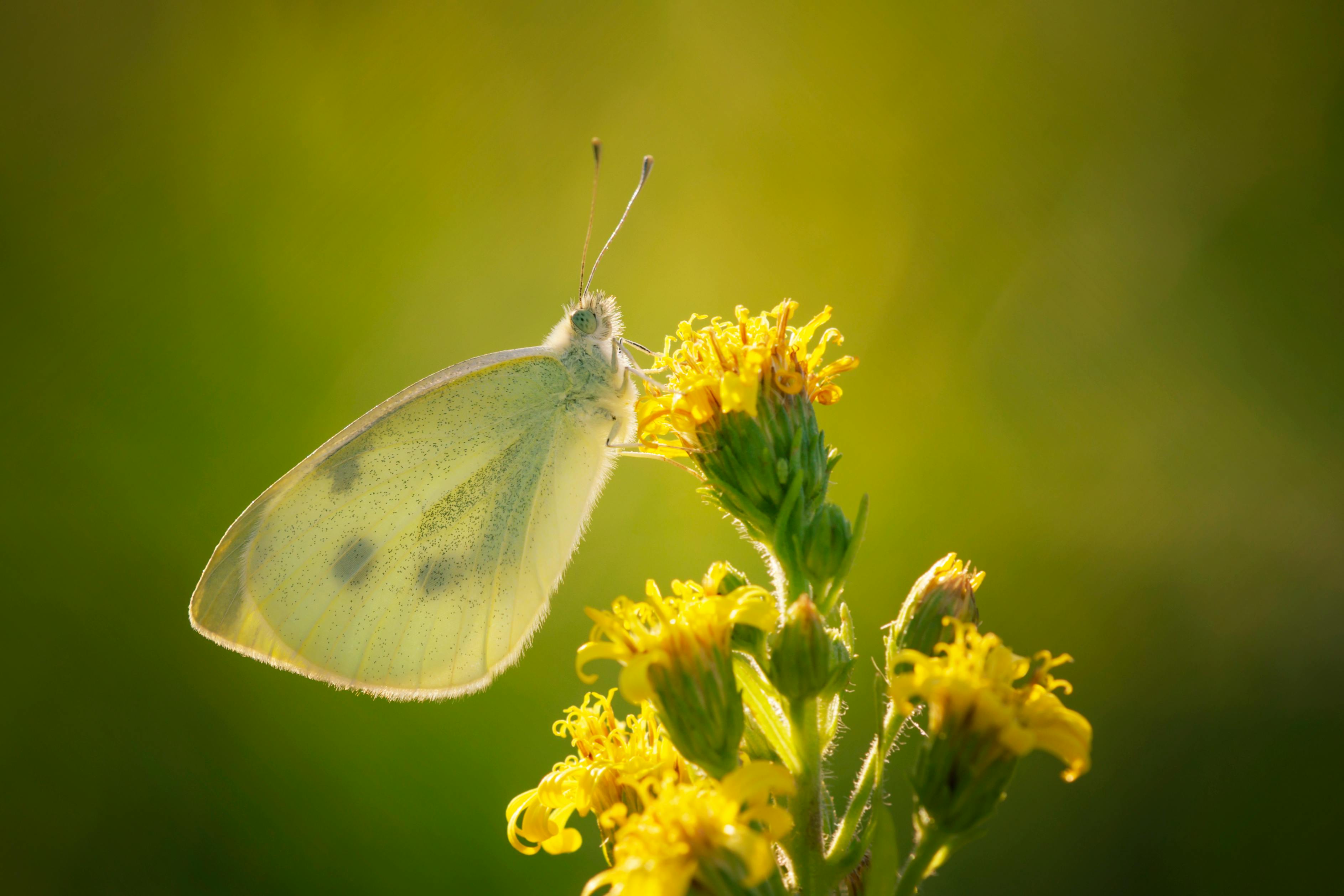 Butterly Photos, Download The BEST Free Butterly Stock Photos & HD Images