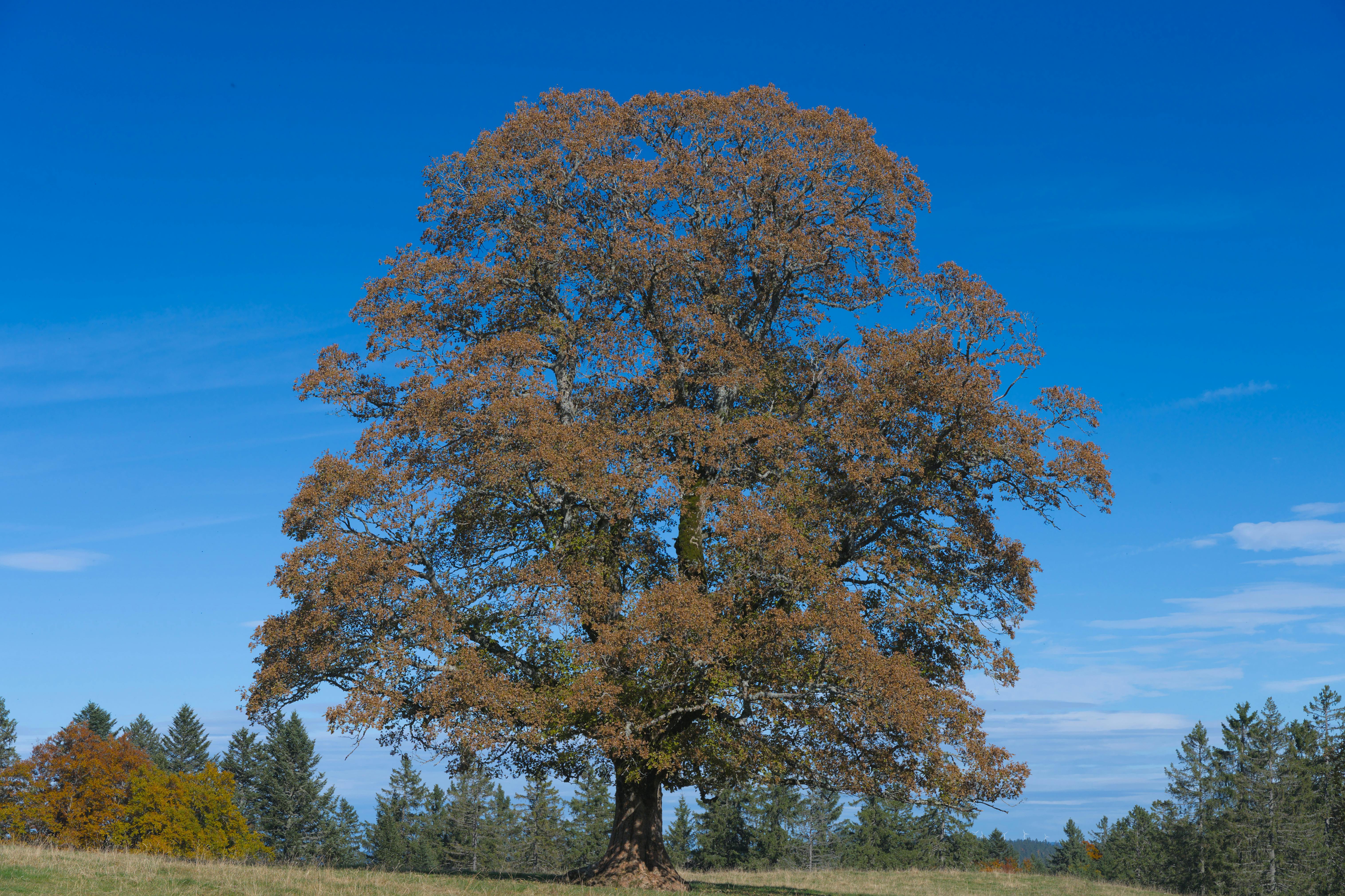 Single Tree in Countryside · Free Stock Photo