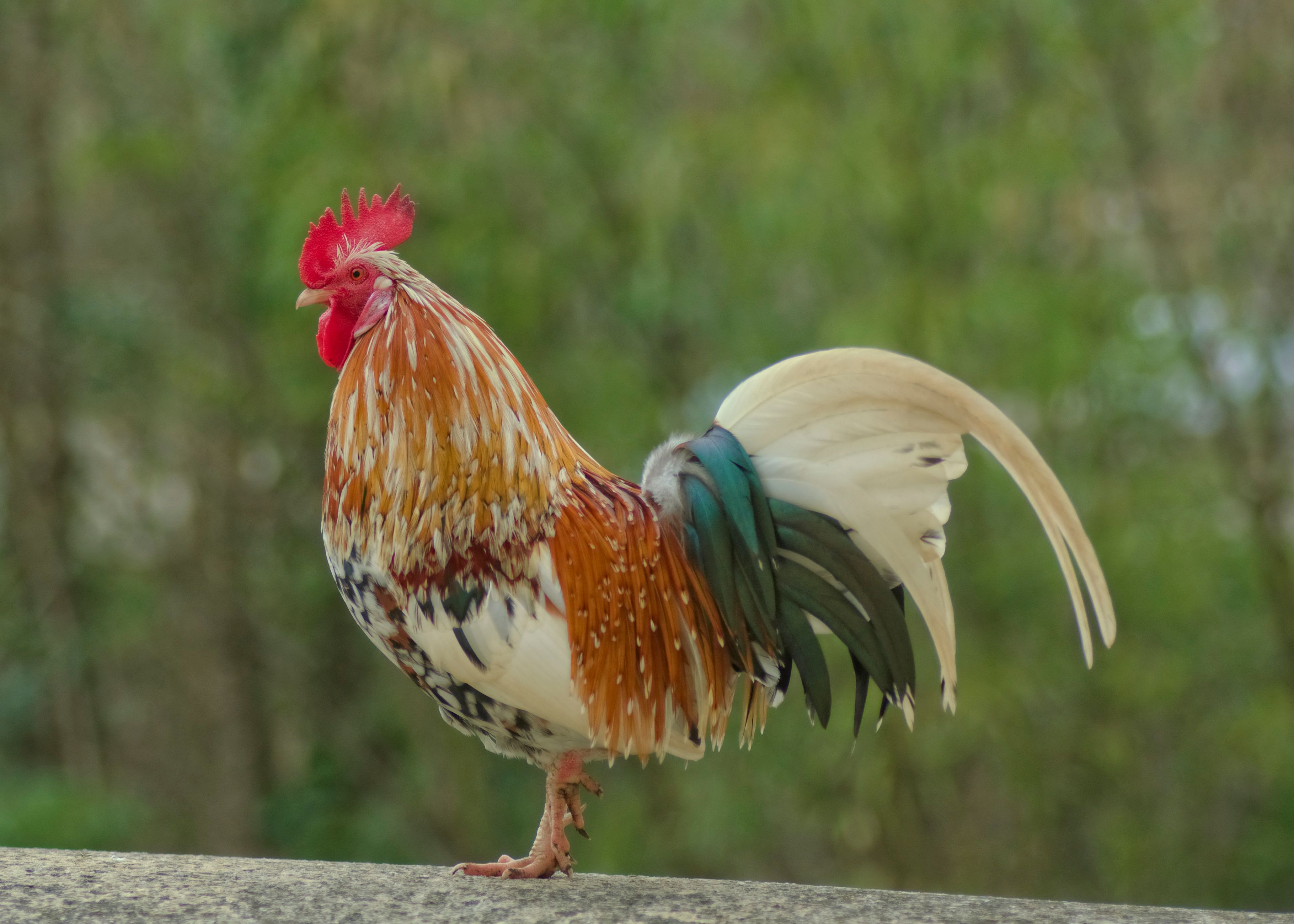 Portrait of a Rooster Standing Outdoors · Free Stock Photo