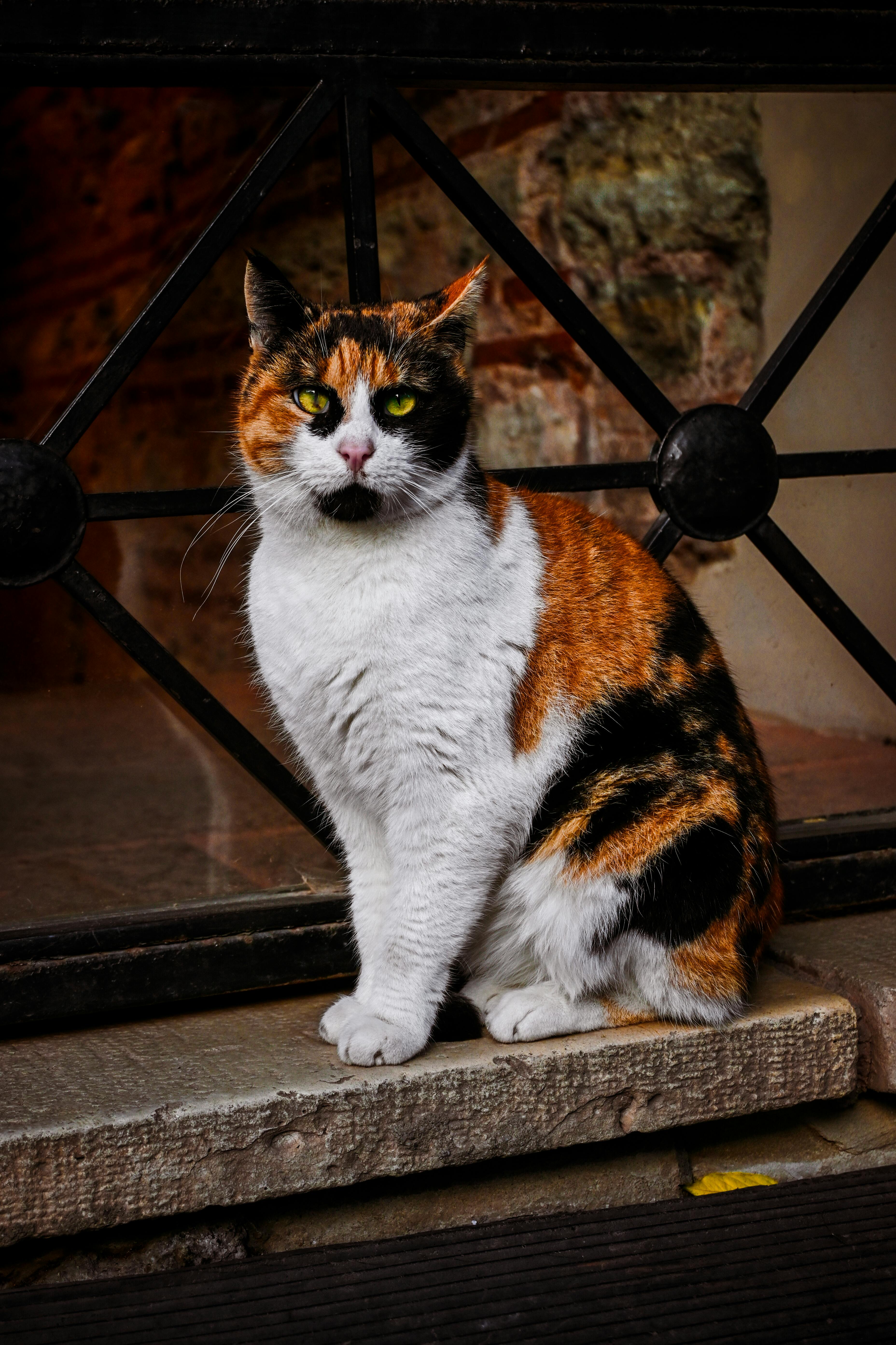 A Calico Cat Sitting on a Wall by a Balustrade · Free Stock Photo