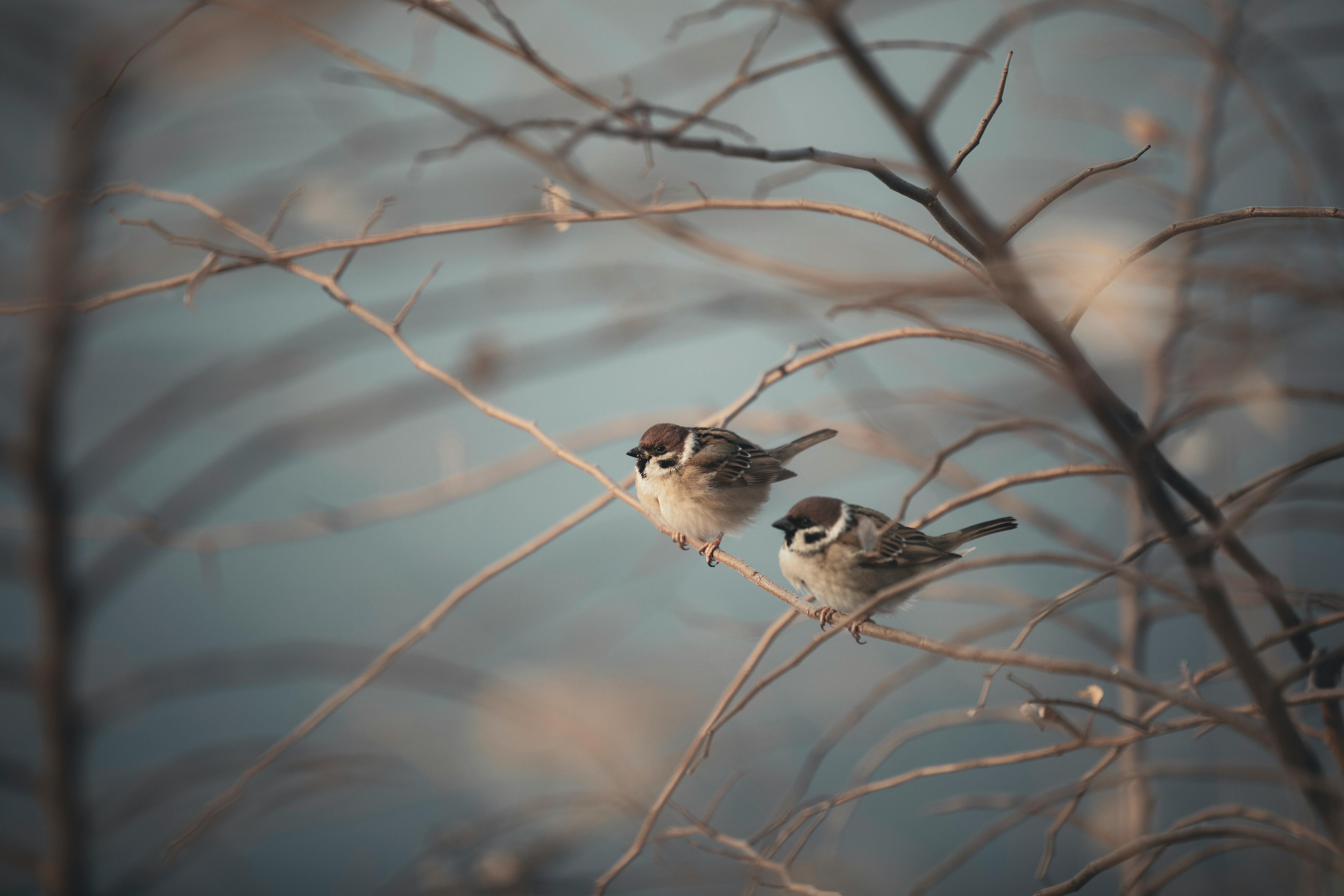 Sparrows Pair Photos, Download The BEST Free Sparrows Pair Stock Photos ...