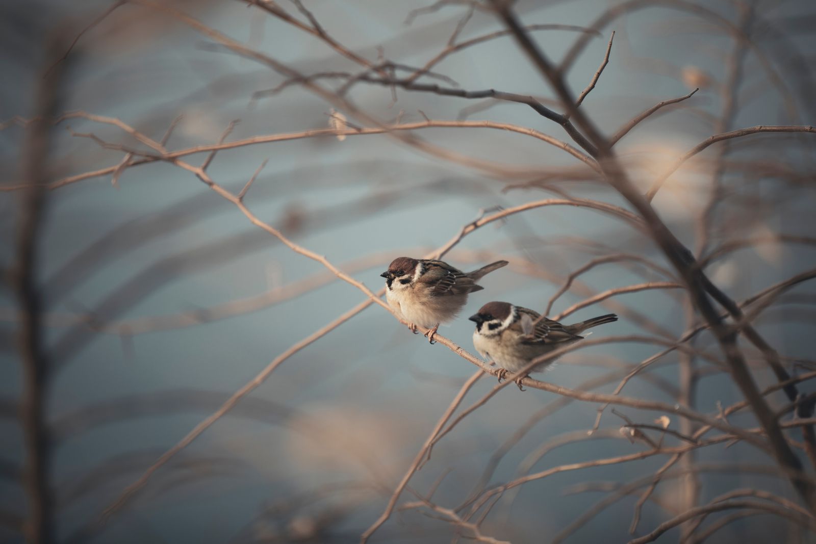 Sparrows Photos, Download The BEST Free Sparrows Stock Photos & HD Images
