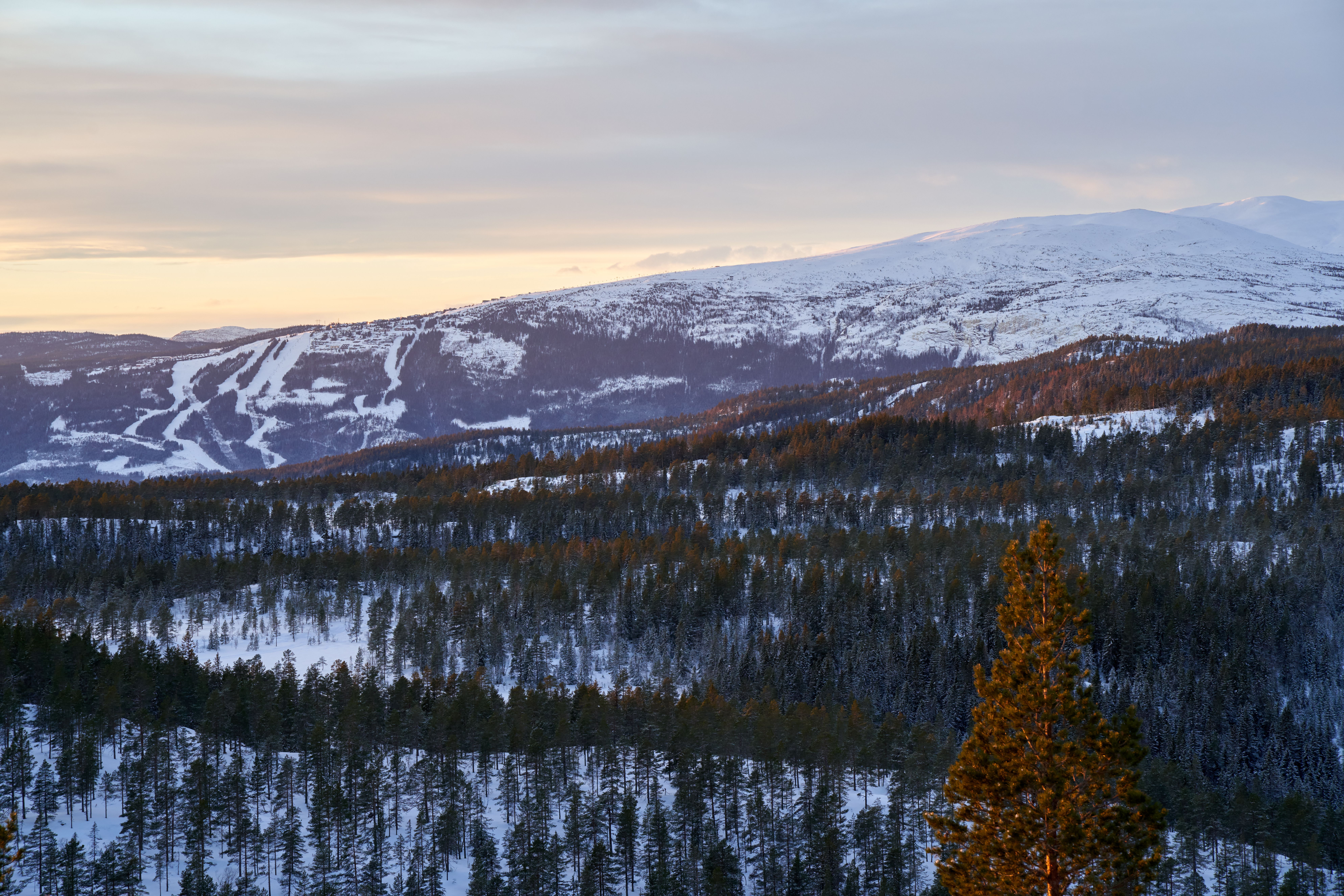 Winter Serenity: Norefjell's Snowy Landscape · Free Stock Photo