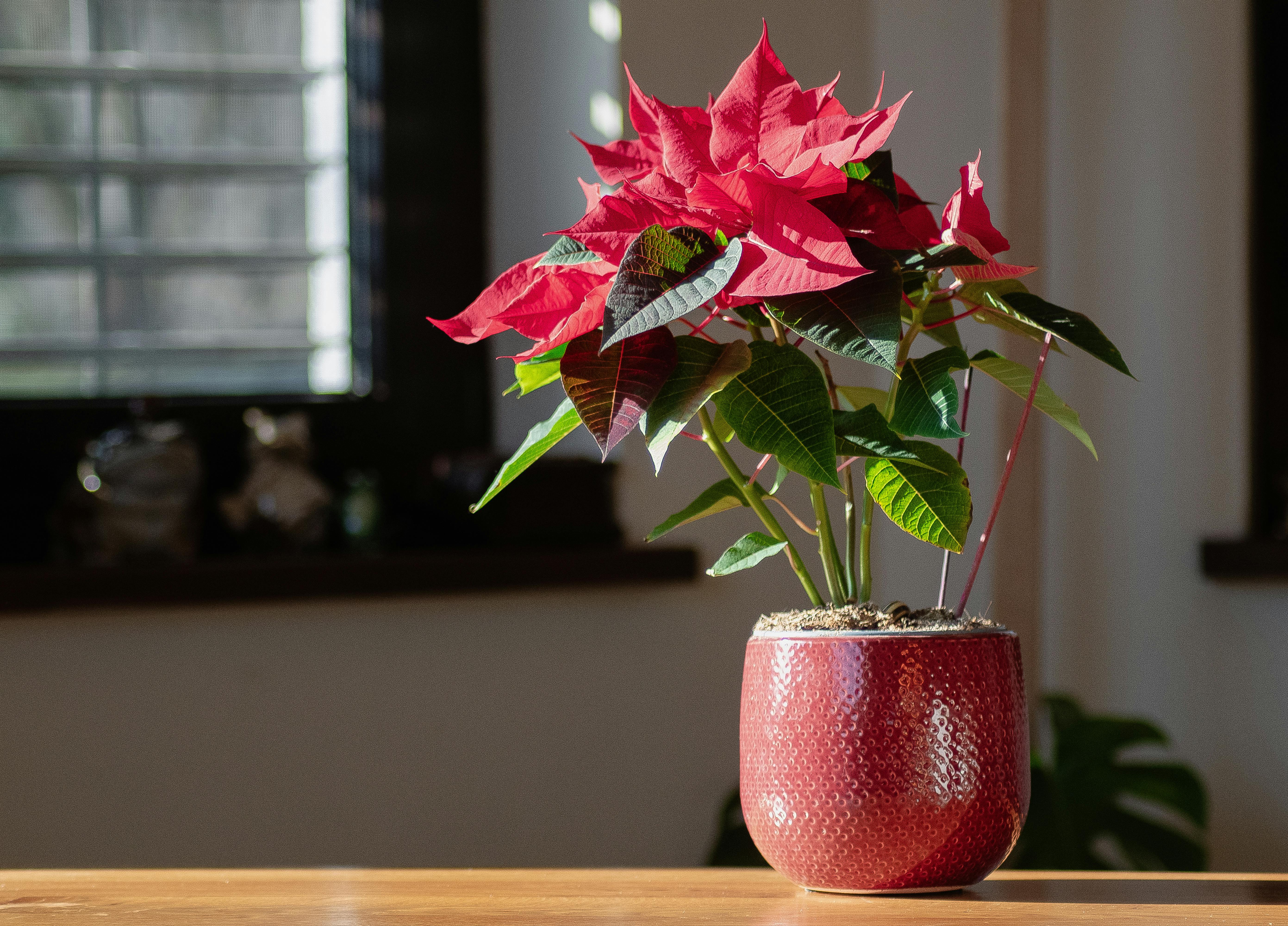 Red Potted Flowers · Free Stock Photo
