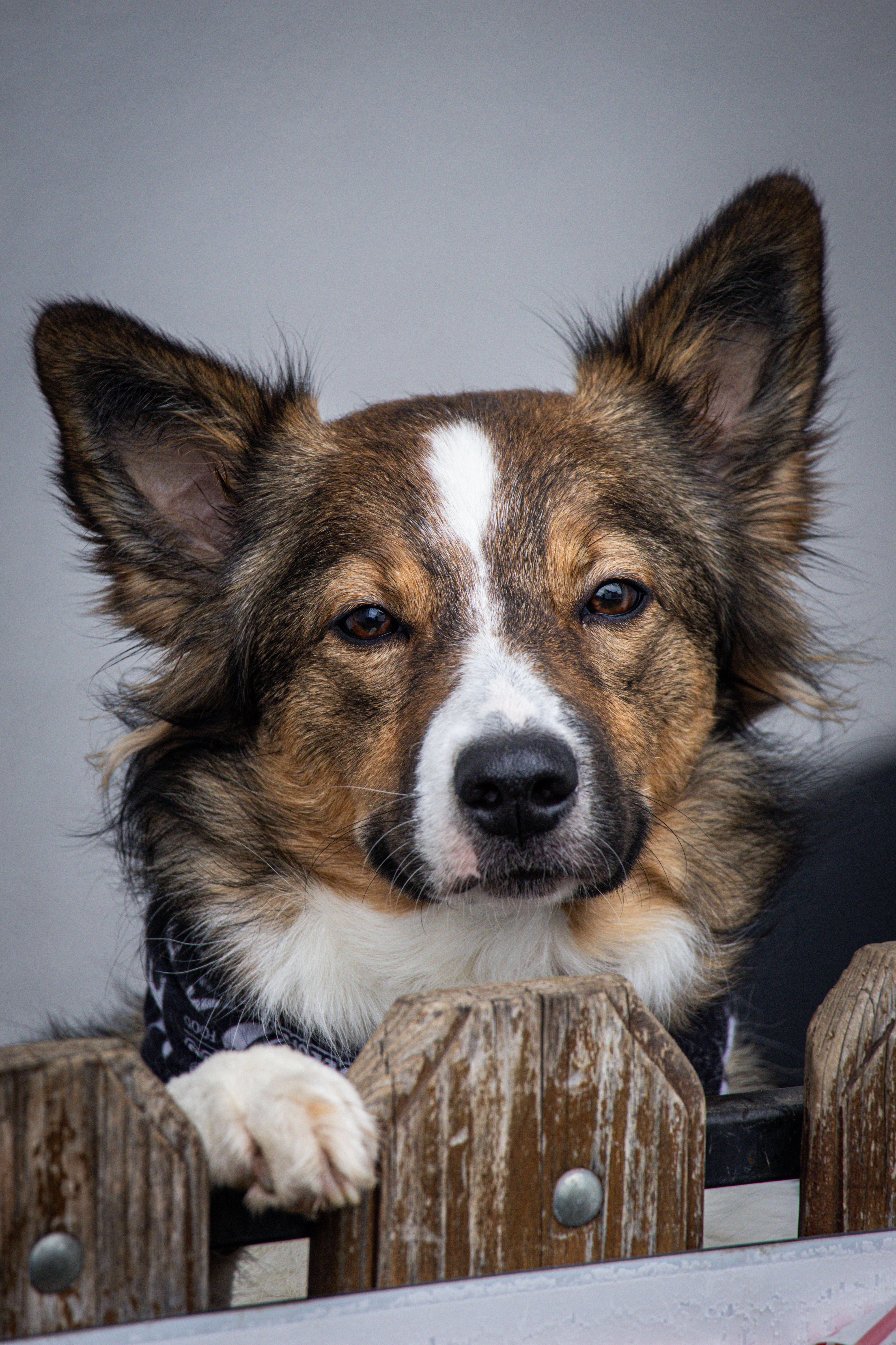 Head of Dog over Fence Top · Free Stock Photo