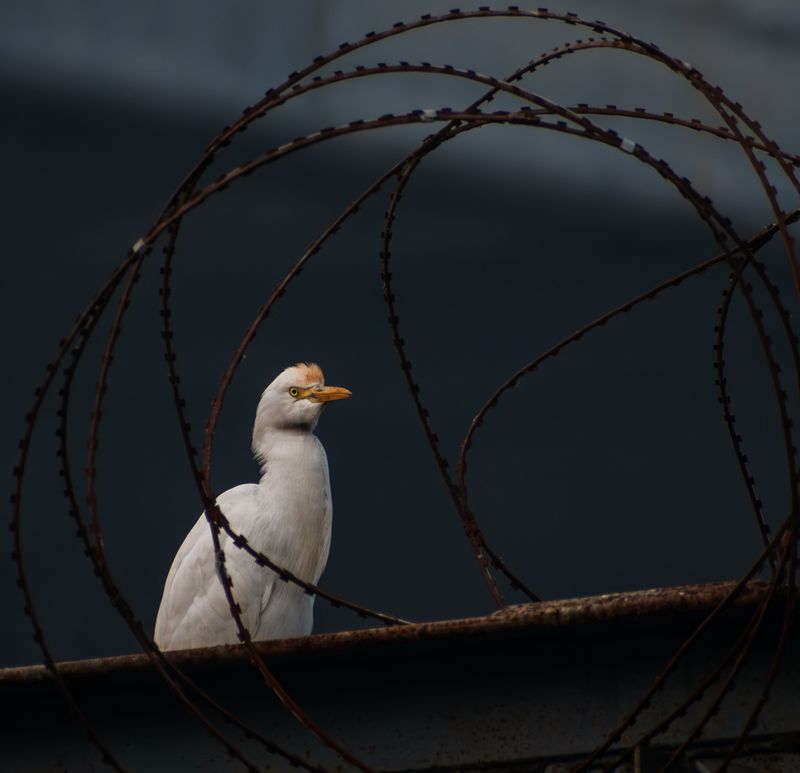 Bird On Barbed Wire Photos, Download The BEST Free Bird On Barbed Wire ...