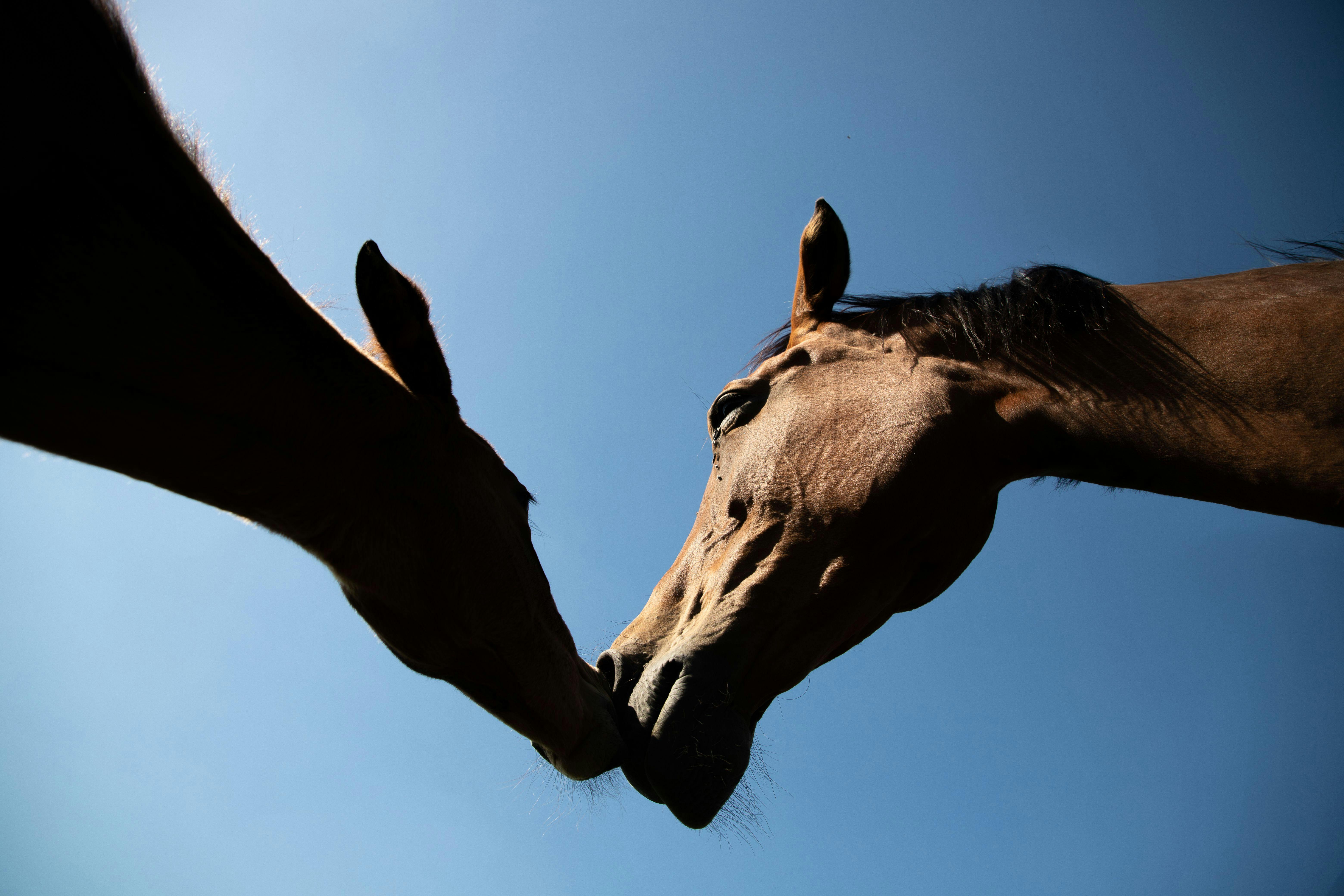 Foto de stock gratuita sobre al aire libre, amoroso, animales ...