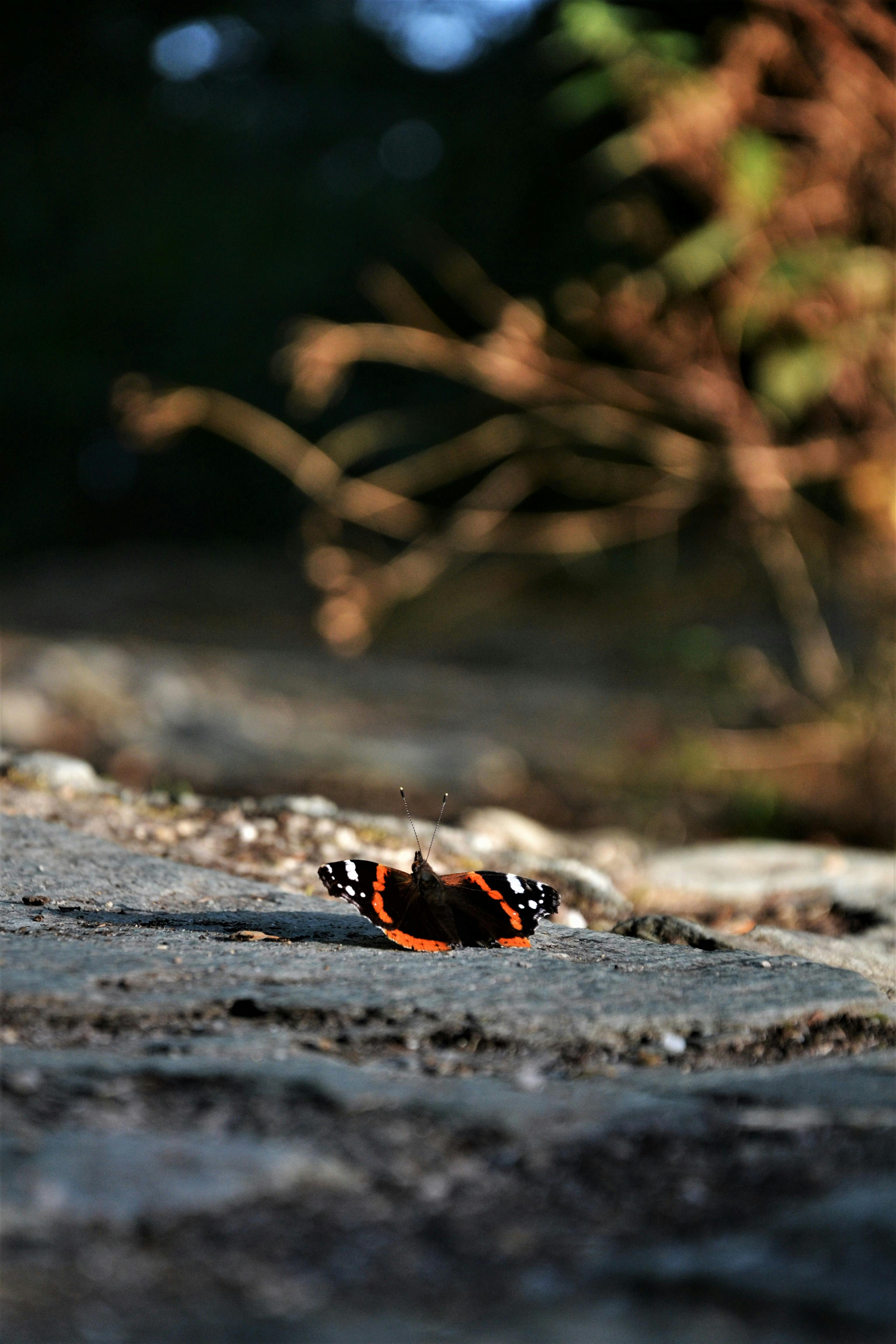 Butterfly on Stone Pavement · Free Stock Photo