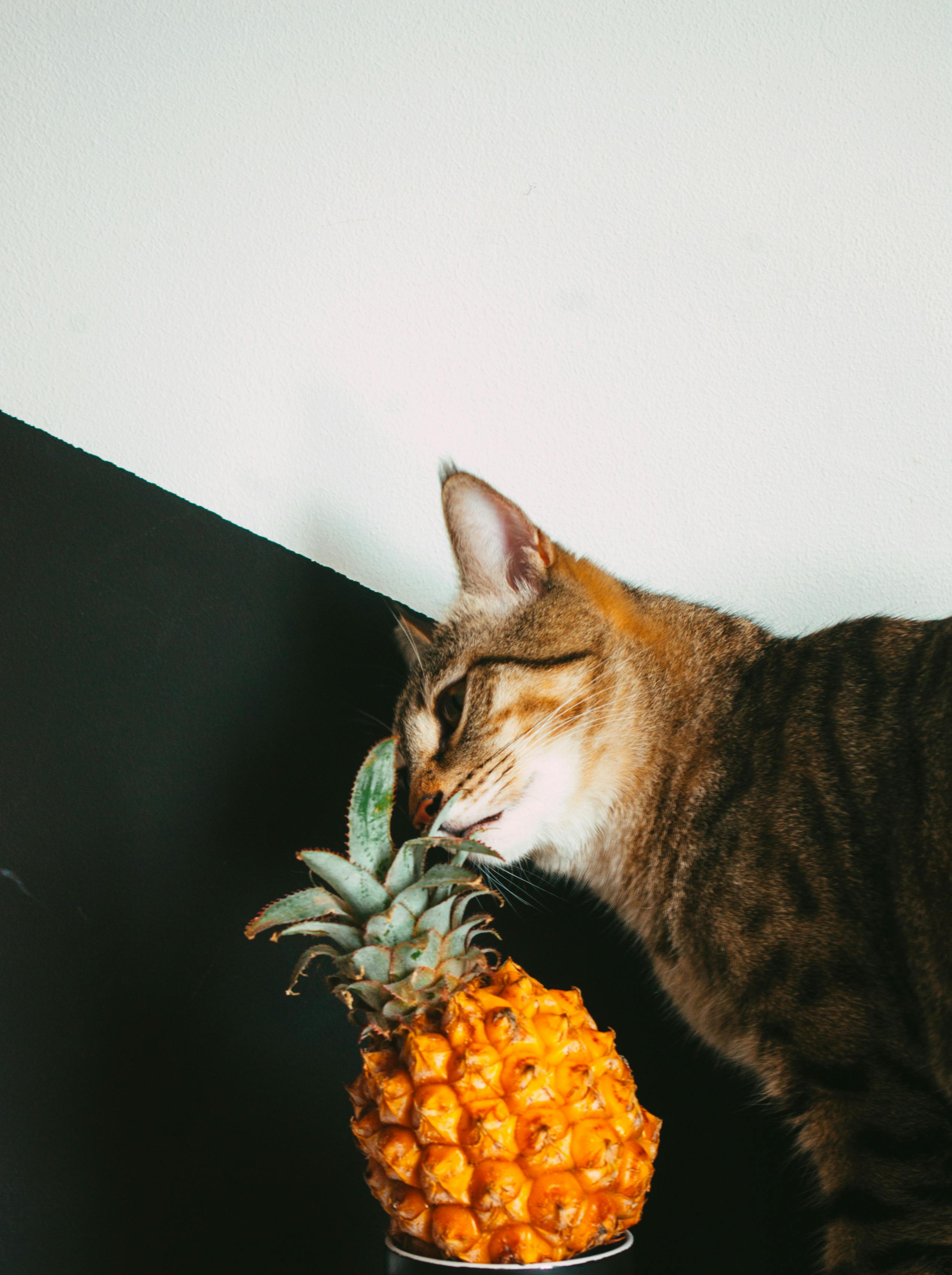 Pineapple Cat Photos, Download The BEST Free Pineapple Cat Stock Photos ...