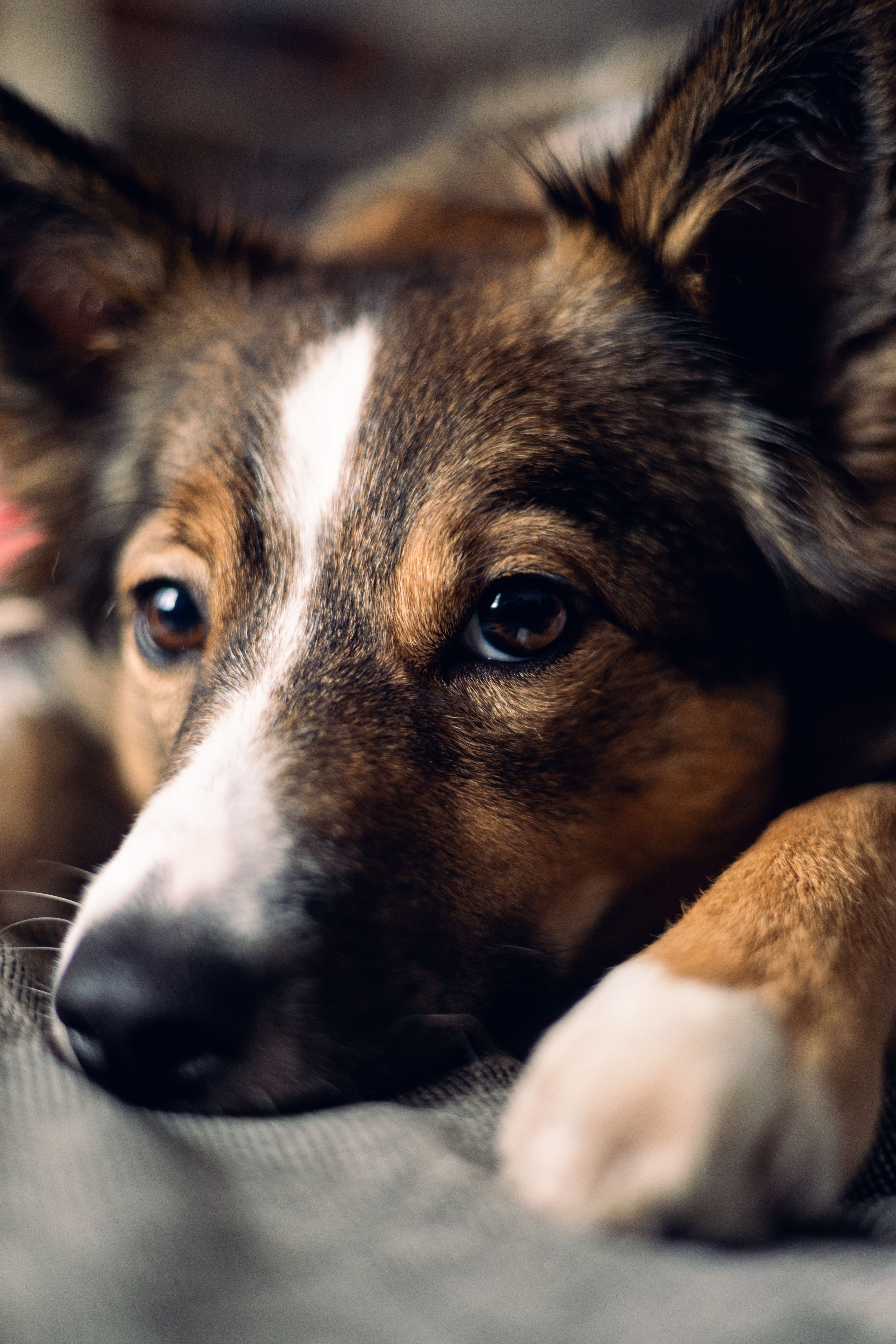 Head of Lying Calico Dog · Free Stock Photo