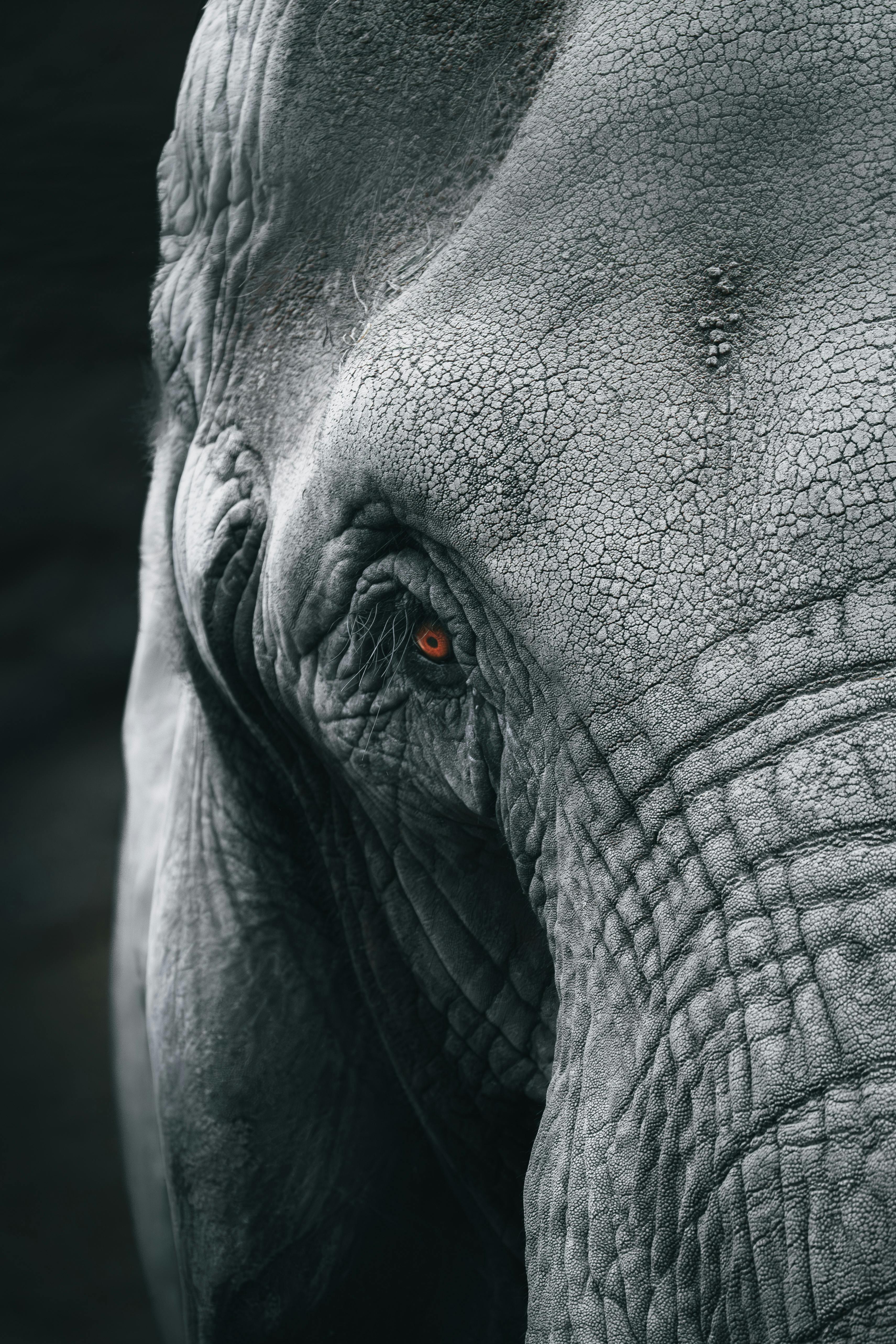 Red Eye of Elephant · Free Stock Photo
