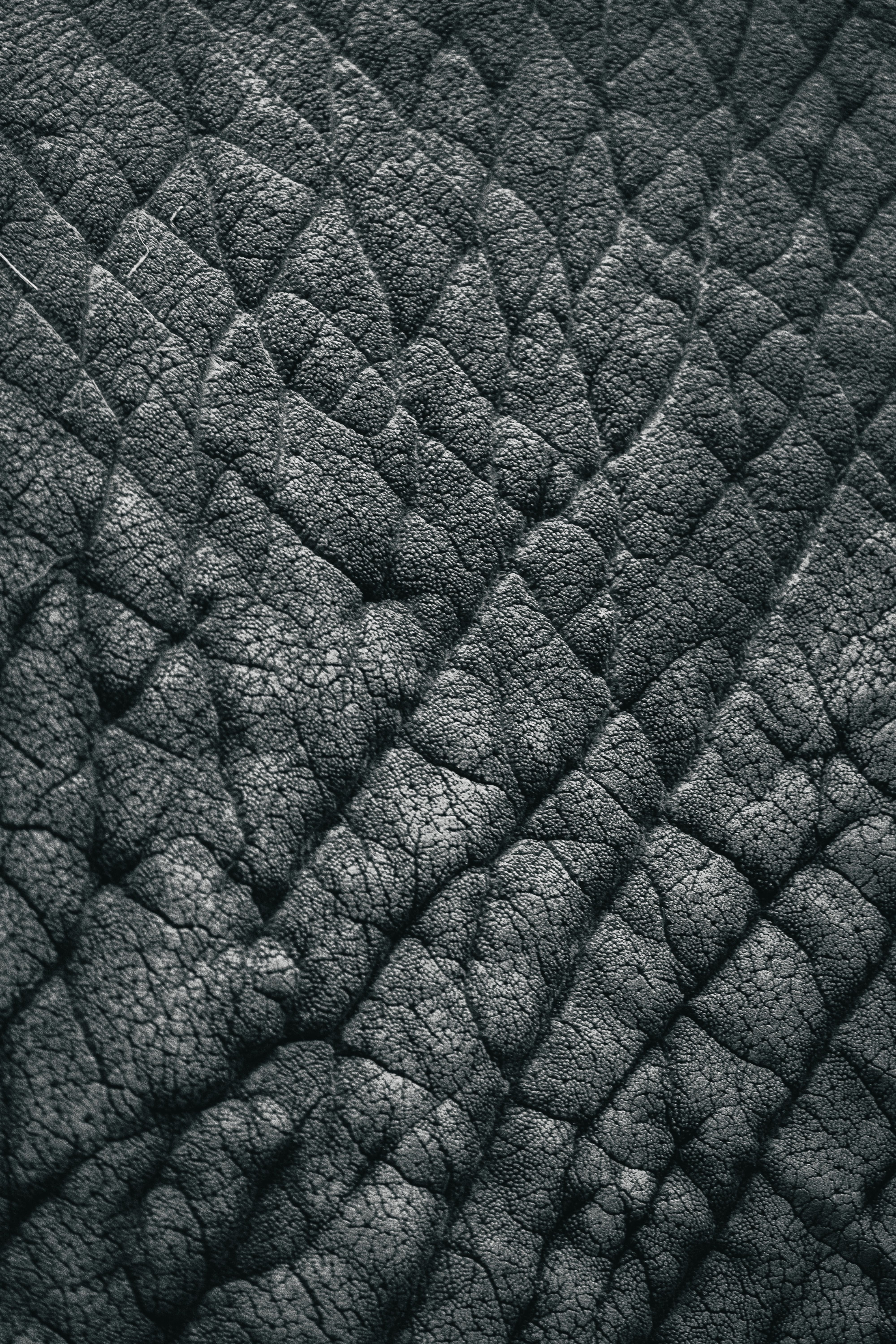 Photo gratuite de afrique, animal, bio, biome, cacher, camouflage ...