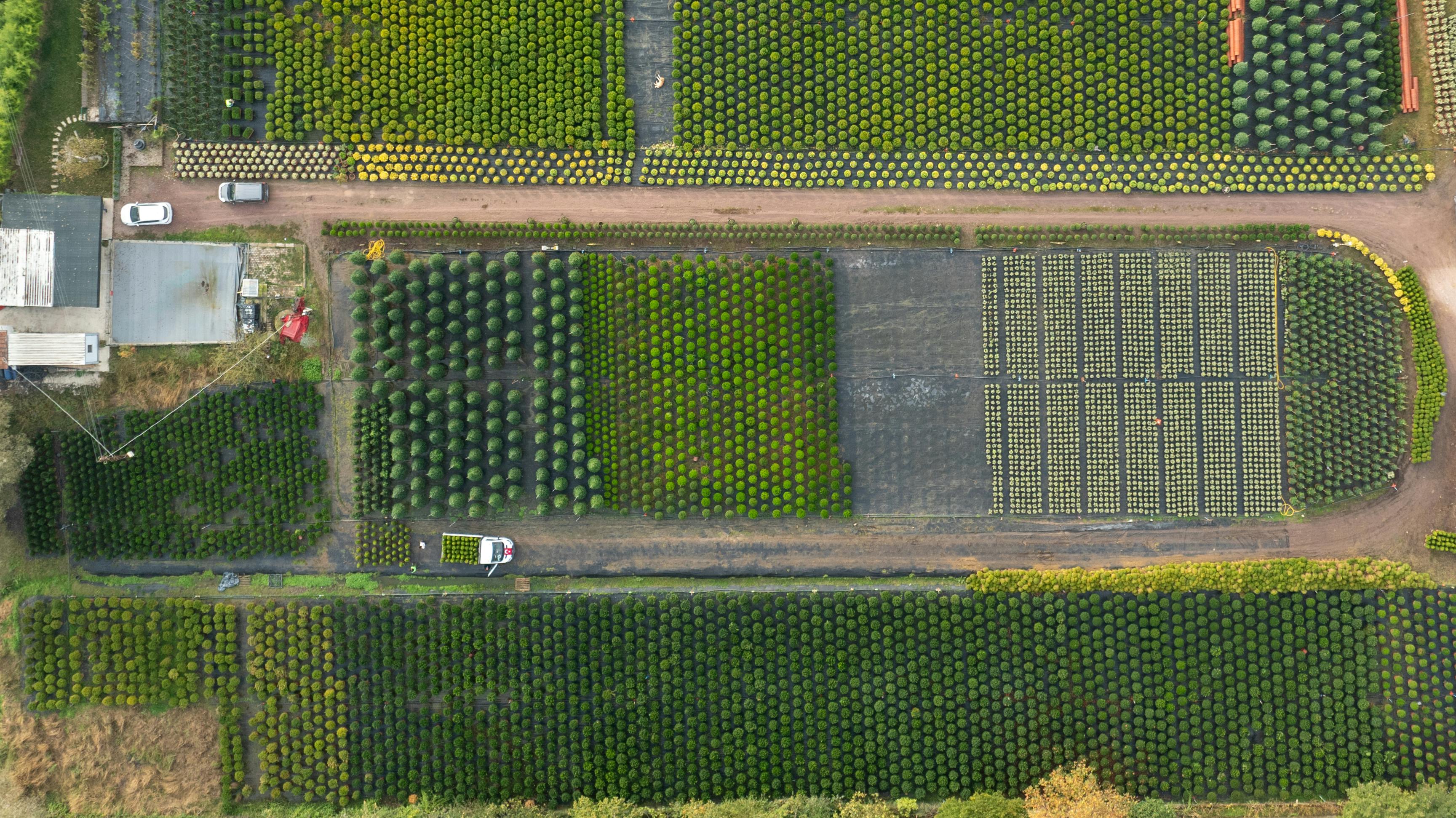 Birds Eye View of Green Plants on Fields · Free Stock Photo