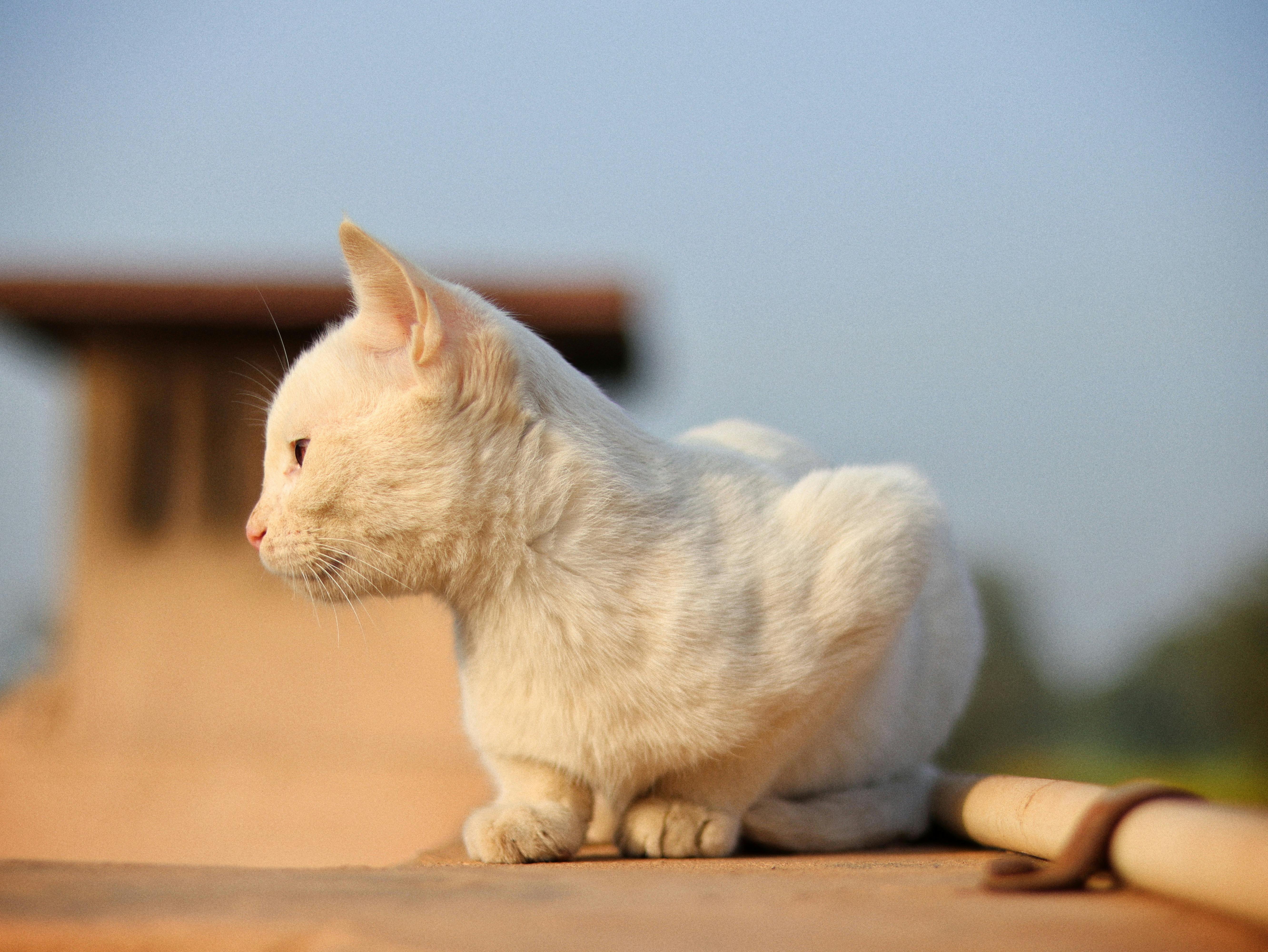 Close-up of a White Cat Sitting Outside · Free Stock Photo