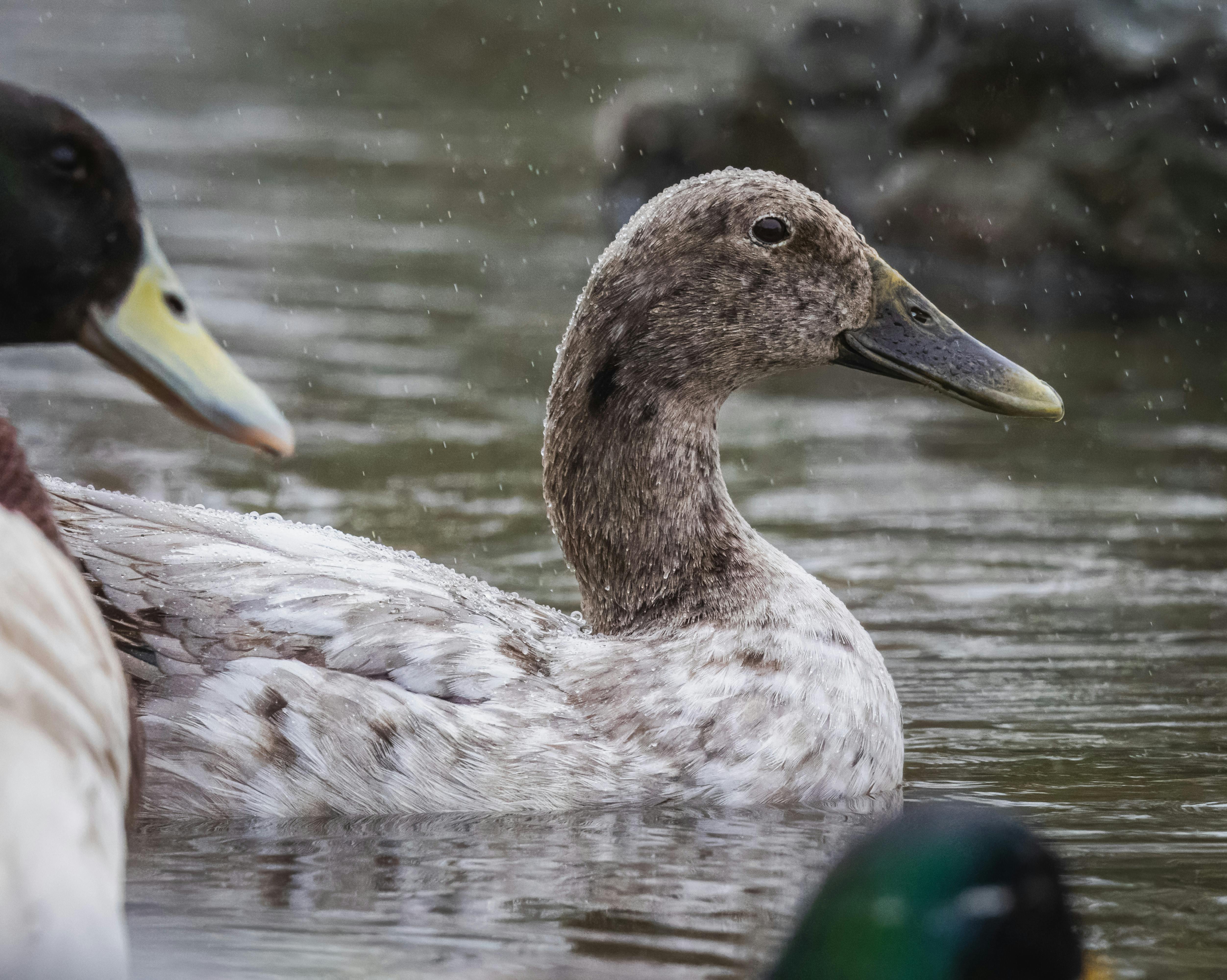 Brown White and Blue Duck · Free Stock Photo