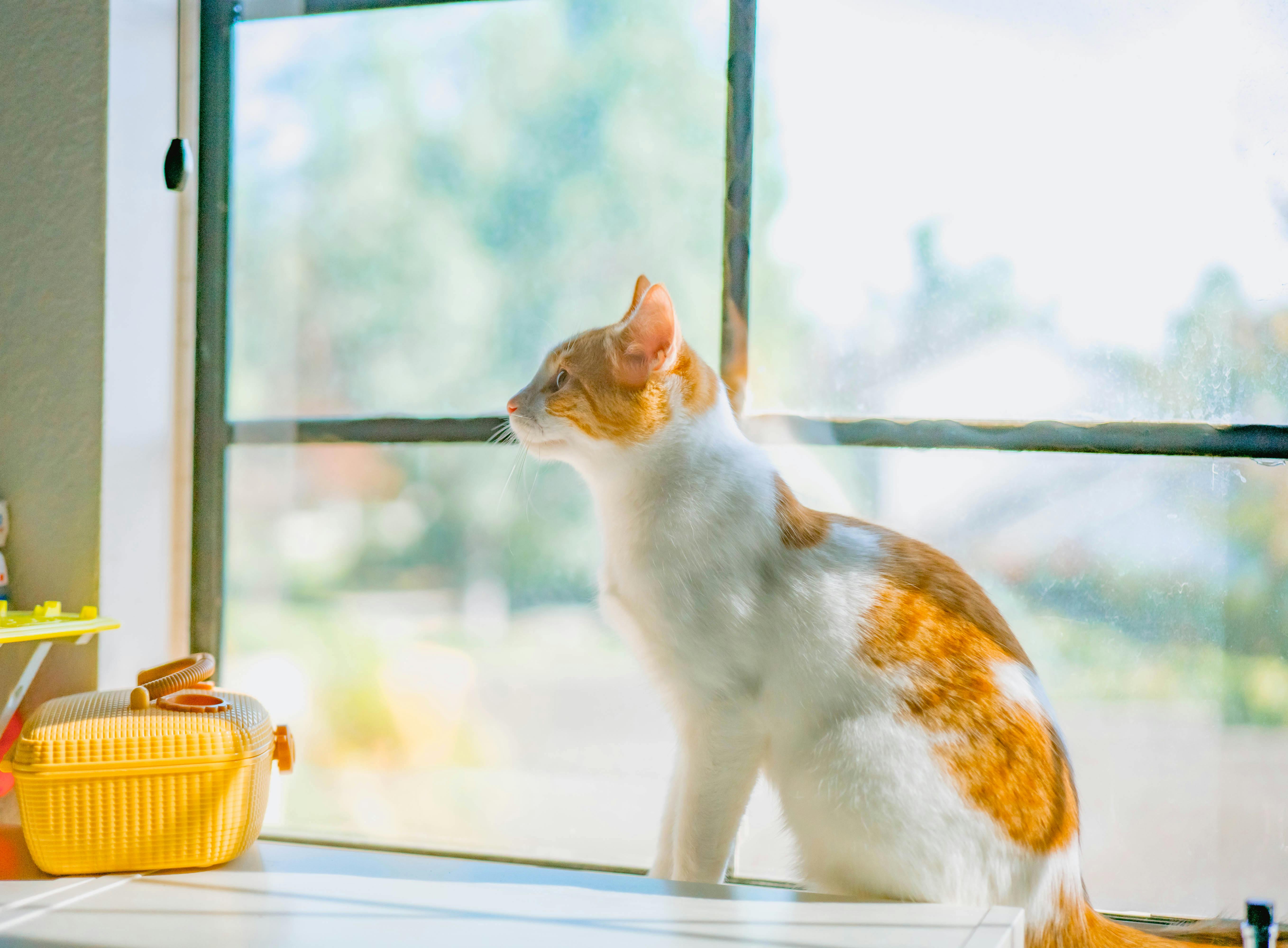 A White and Orange Cat Sitting by the Window · Free Stock Photo
