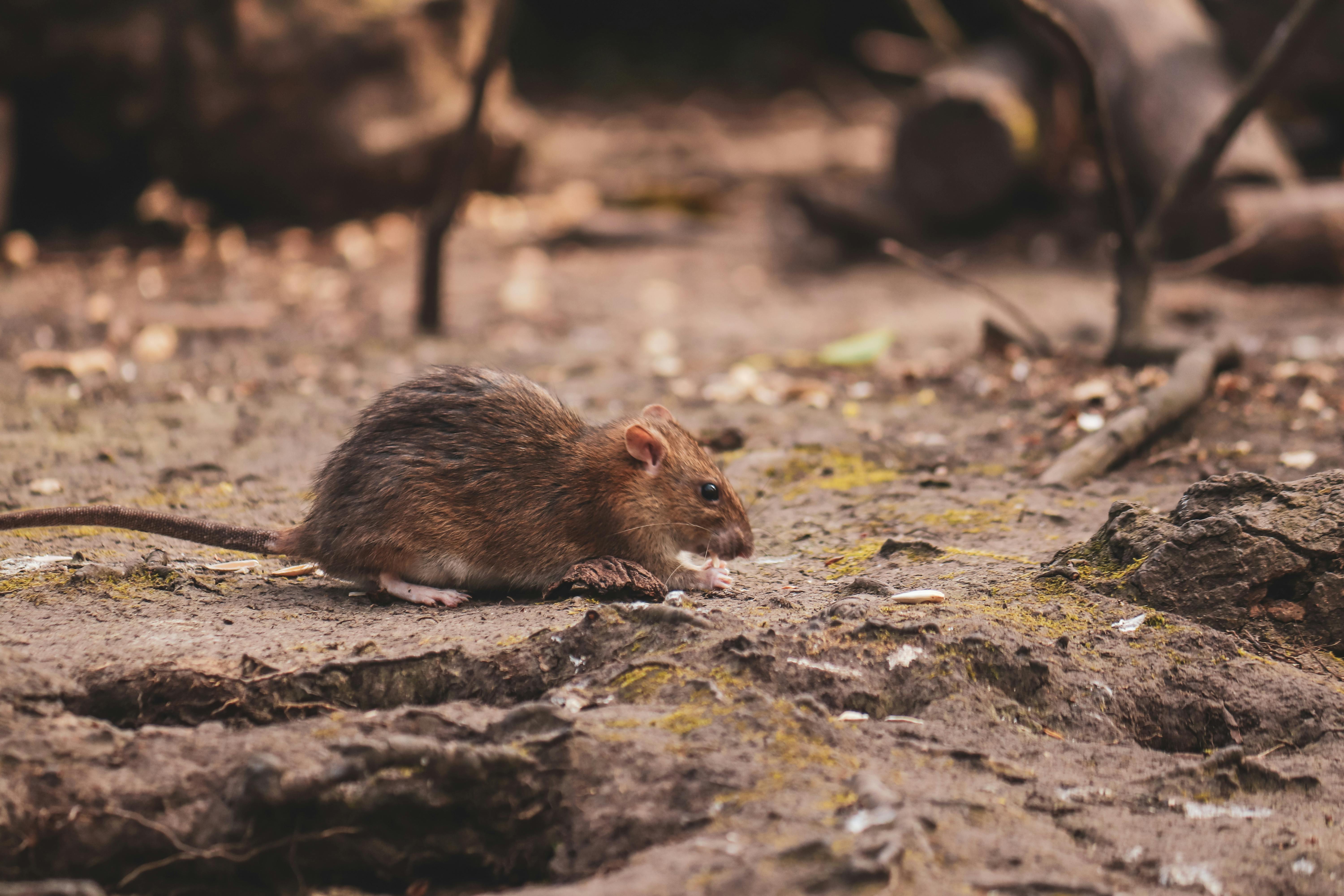 Rat on Ground · Free Stock Photo